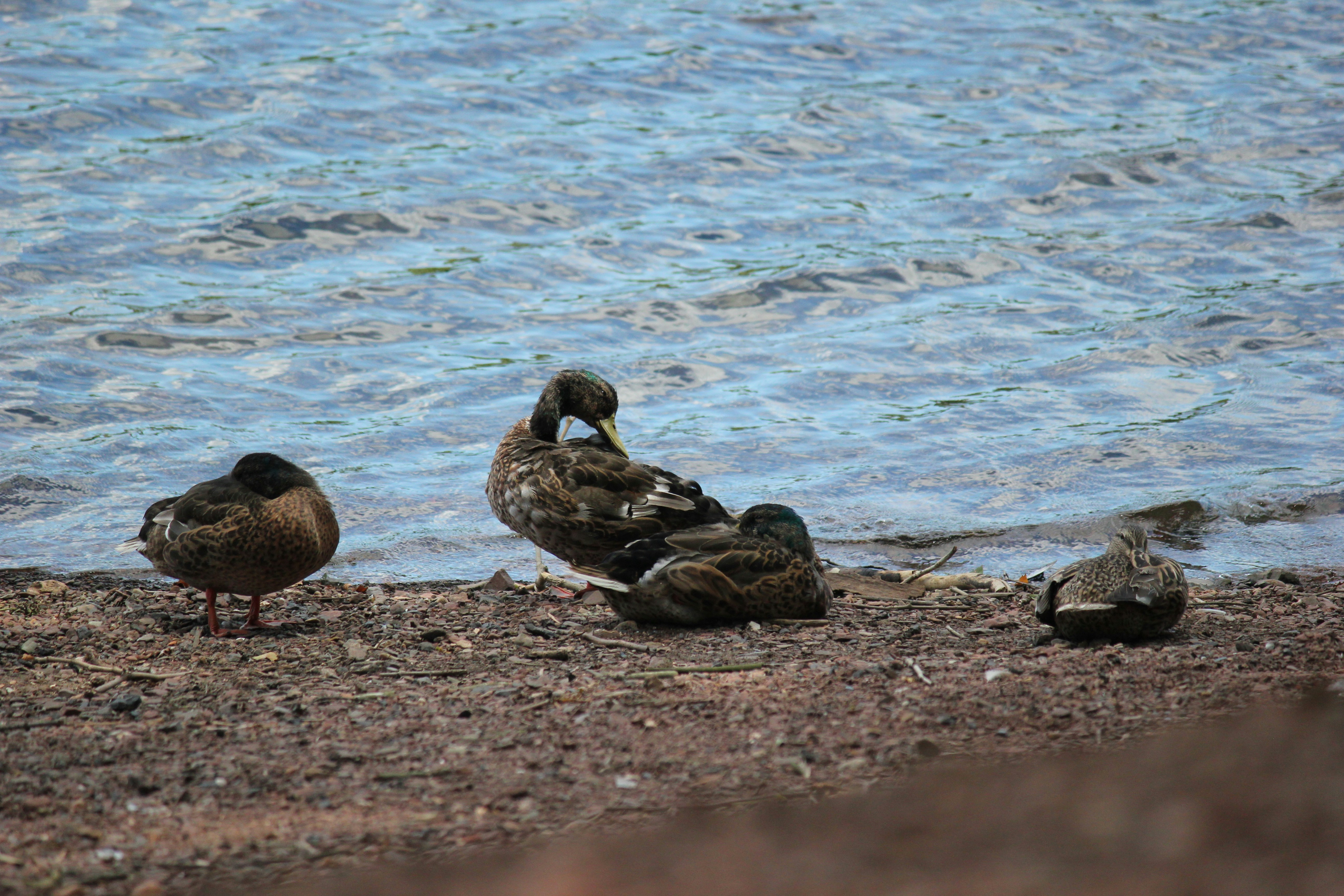 Three Shoreline Dwellers: A Trio of Ducks Resting by the Water