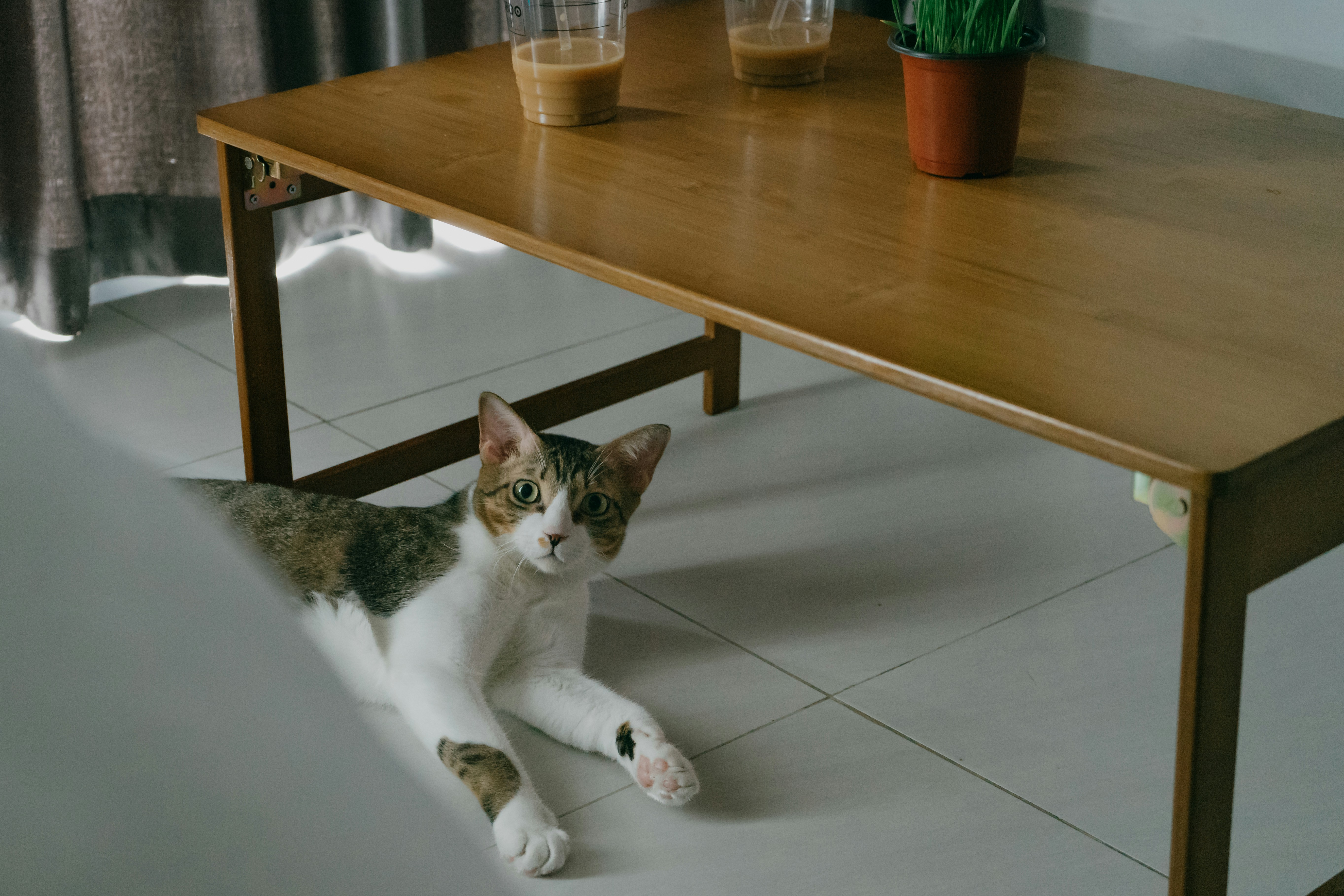 Under-table Gaze: A Curious Cat Quietly Observes in Afternoon Light