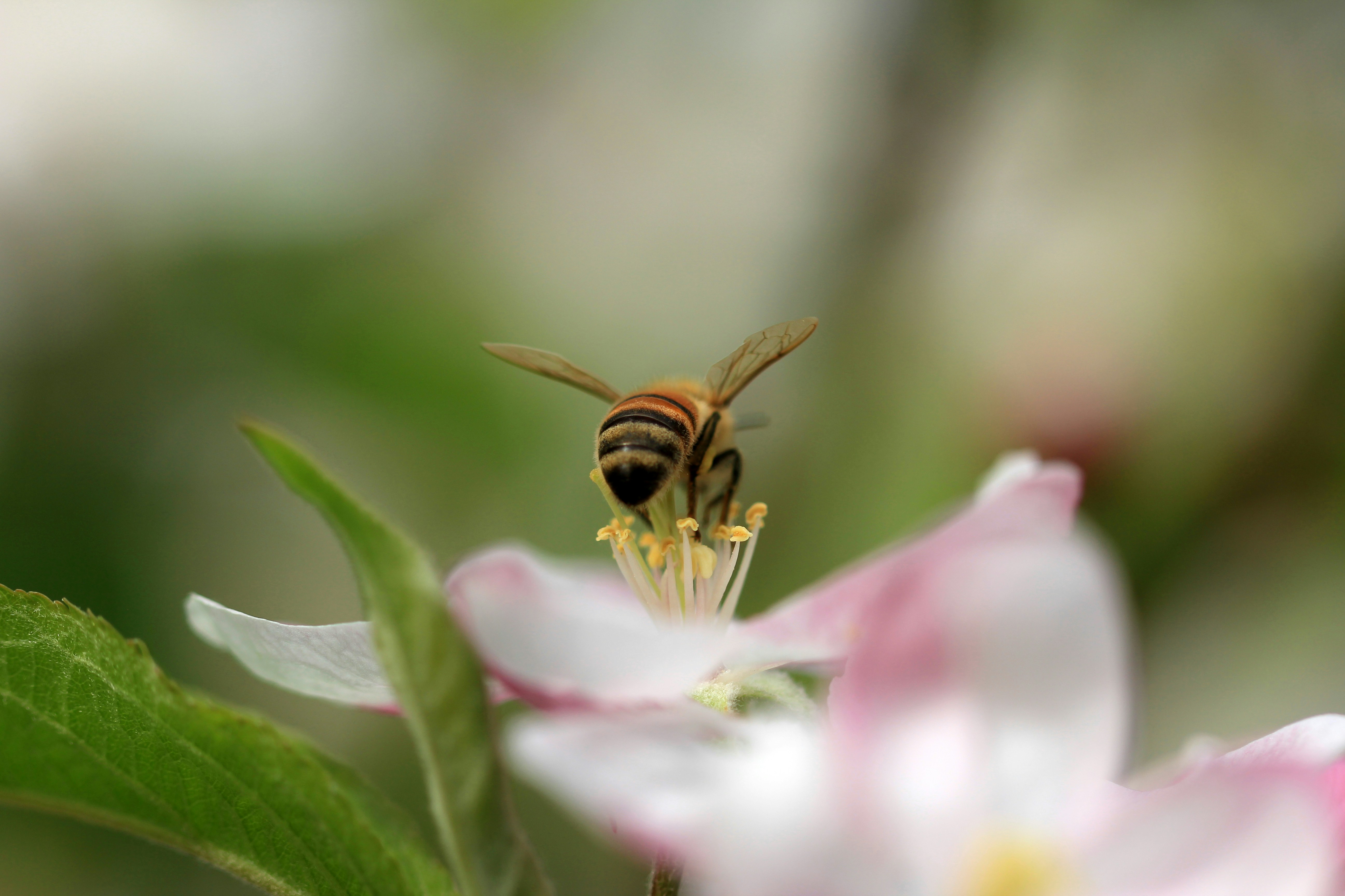 Bee gathering pollen on an apple blossom