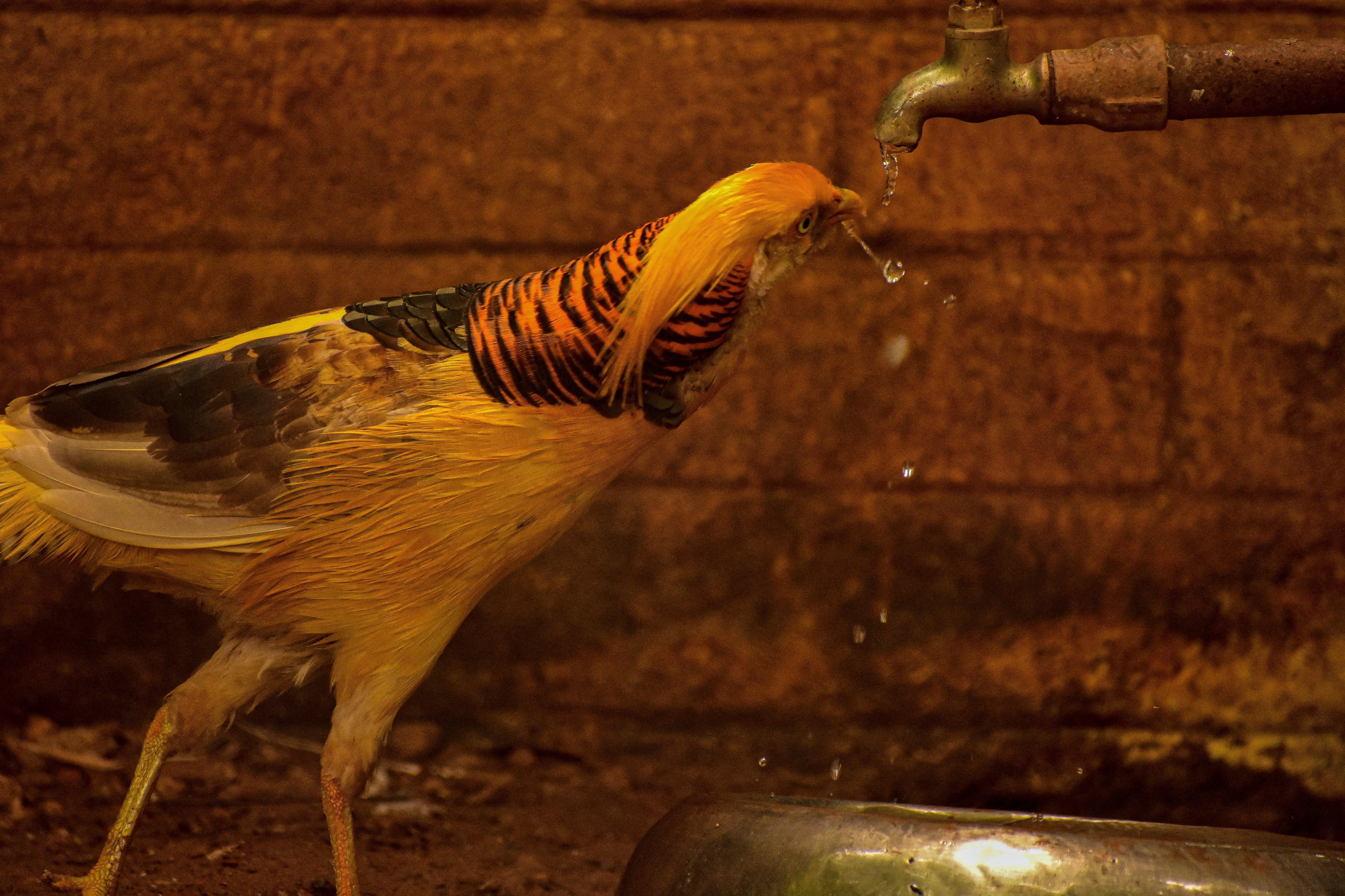 Copper-Orange Wader Quenching at a Faucet