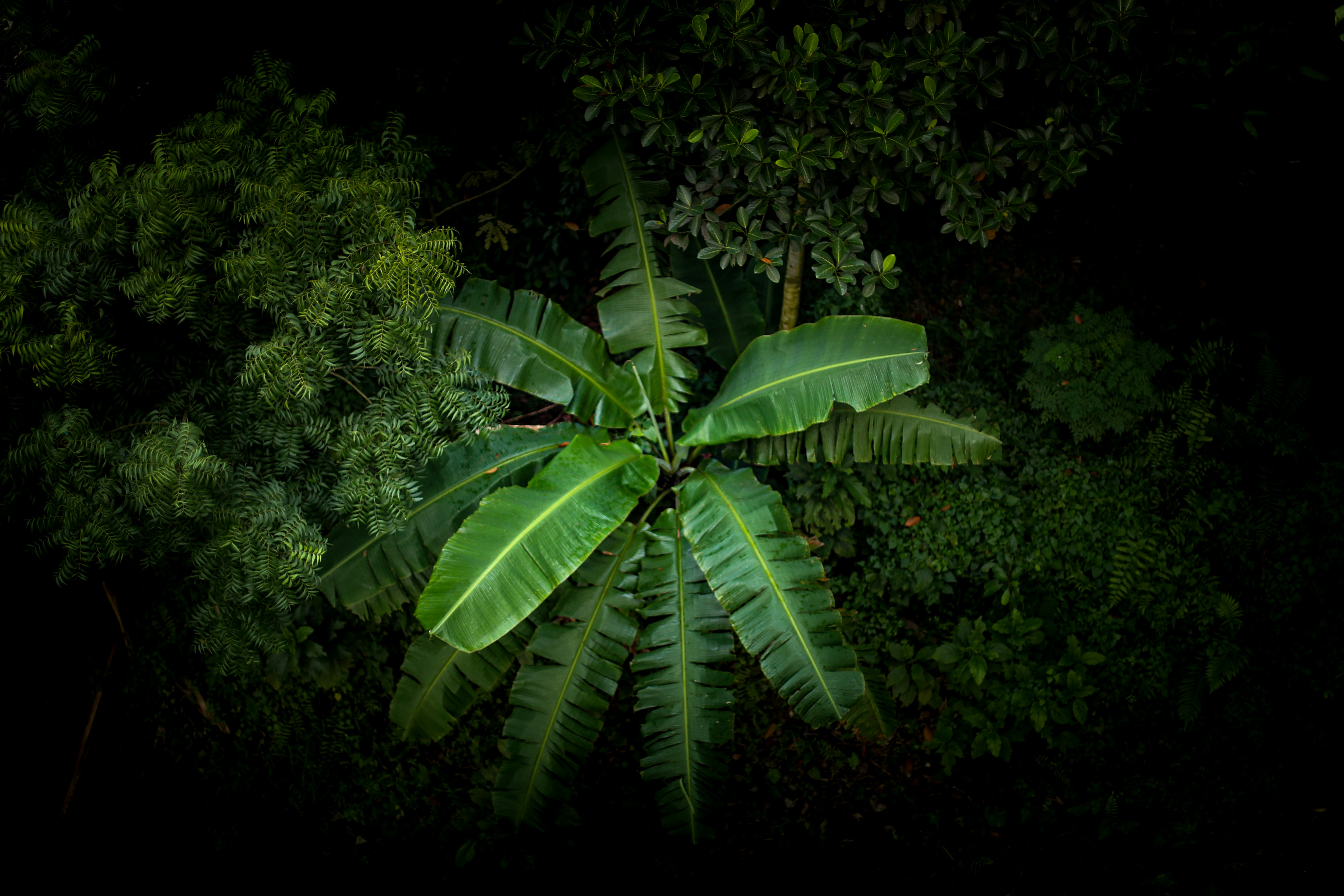 Airborne Banana Leaves: A Night Channel Through a Canopy