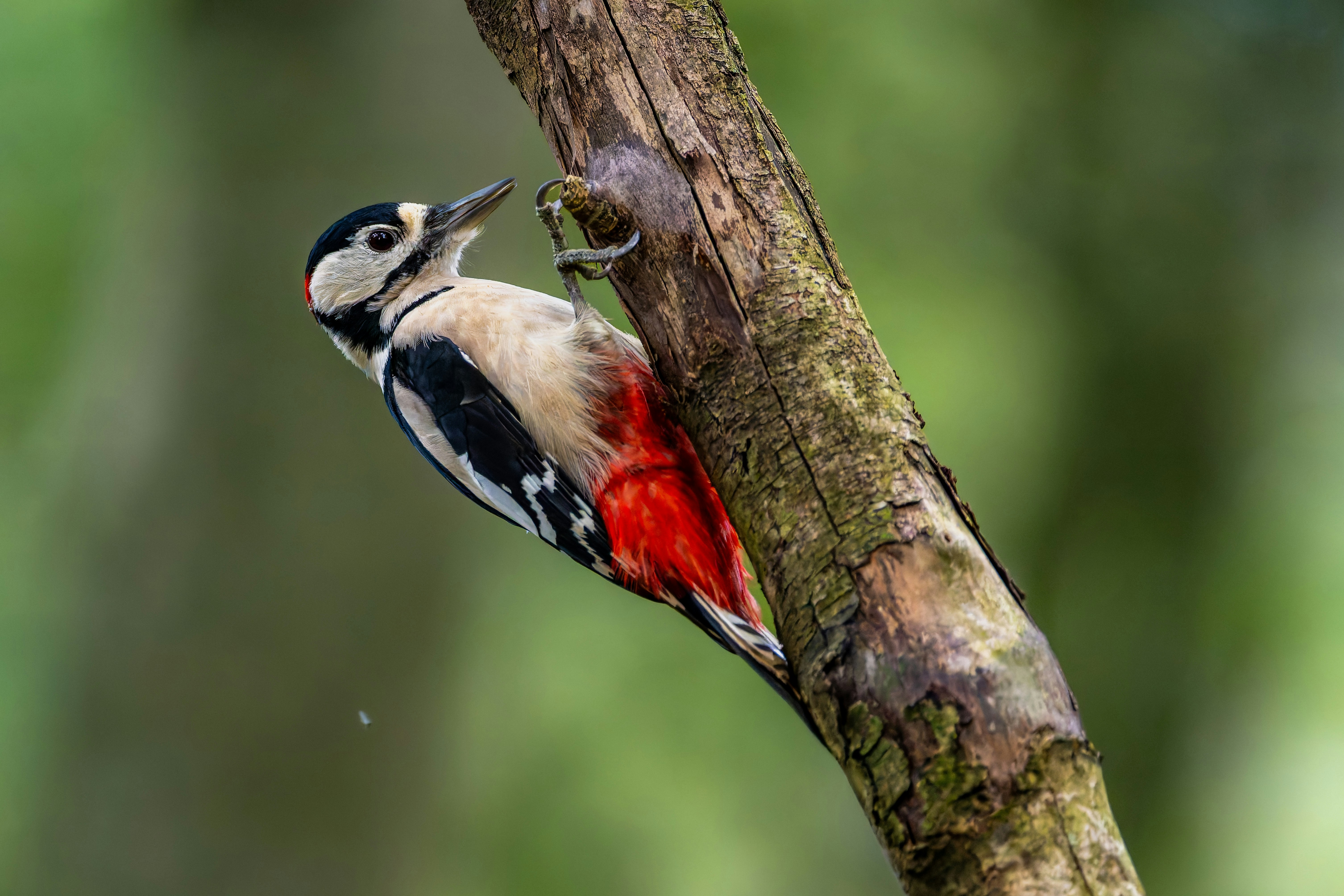 A small bird perched on a tree branch photo – Free Animal Image on Unsplash