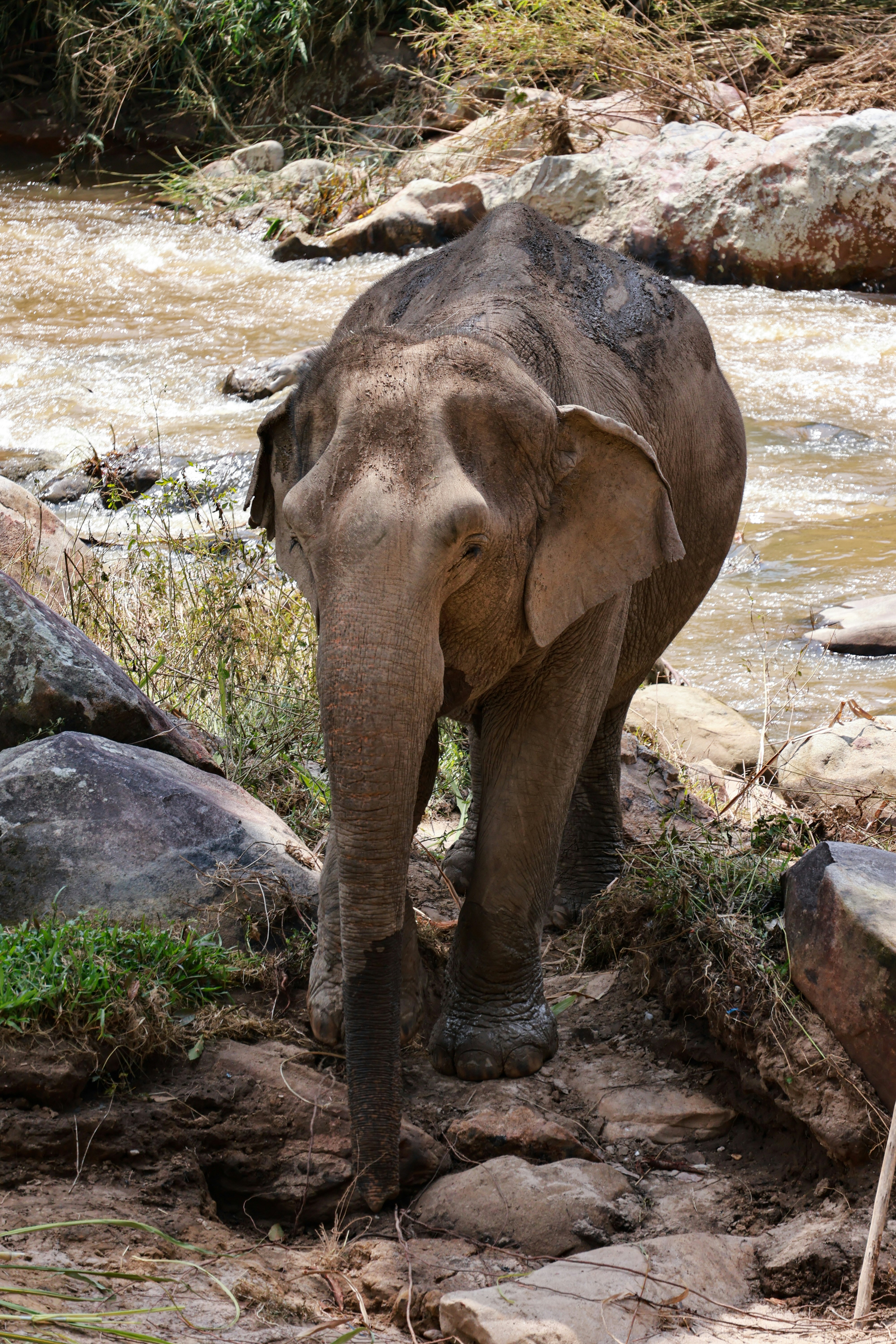 Mud-Cloaked Giant: A Gentle Pachyderm by the Riverbank