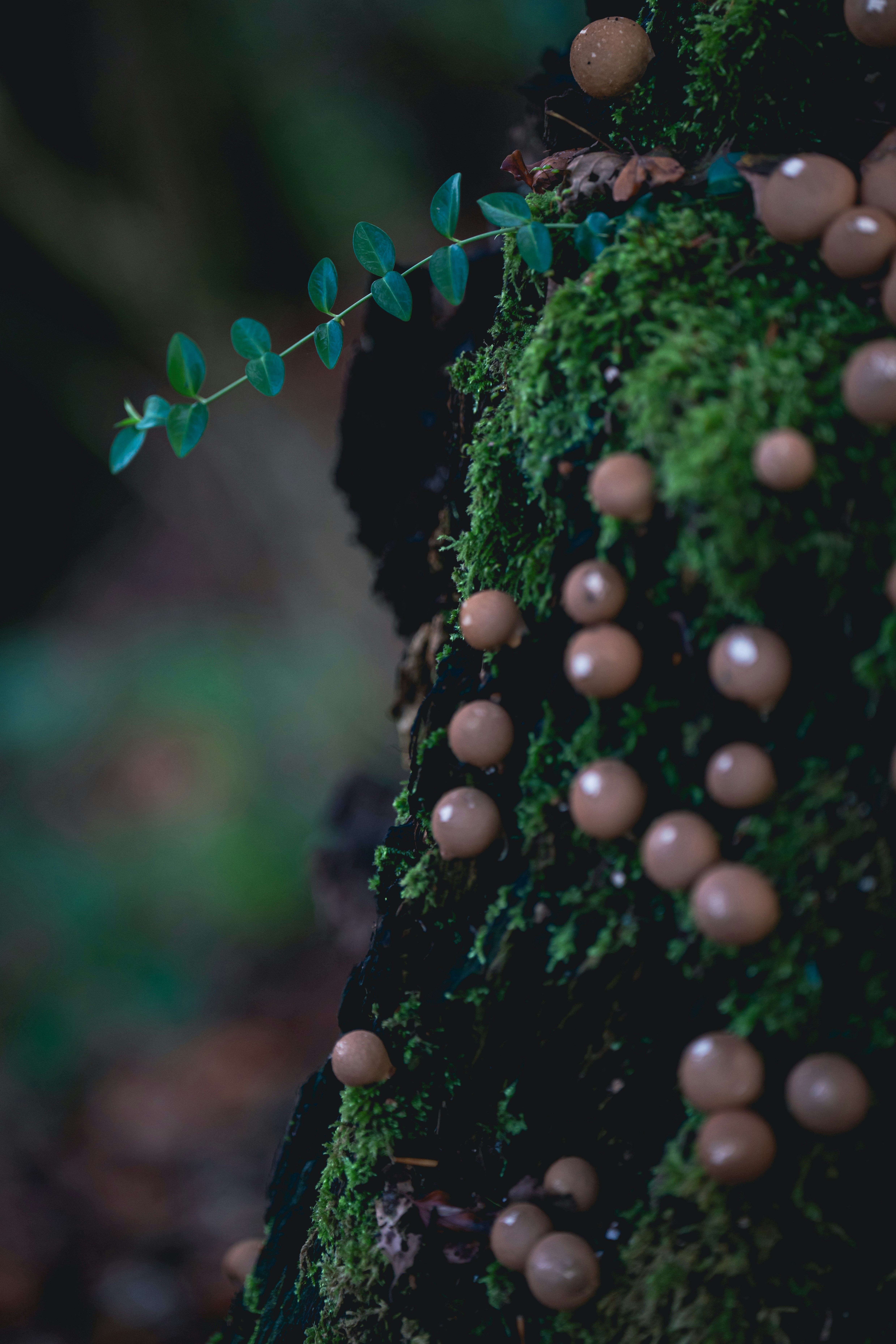 Beads on Moss: A Macro Portrait of Forest Texture
