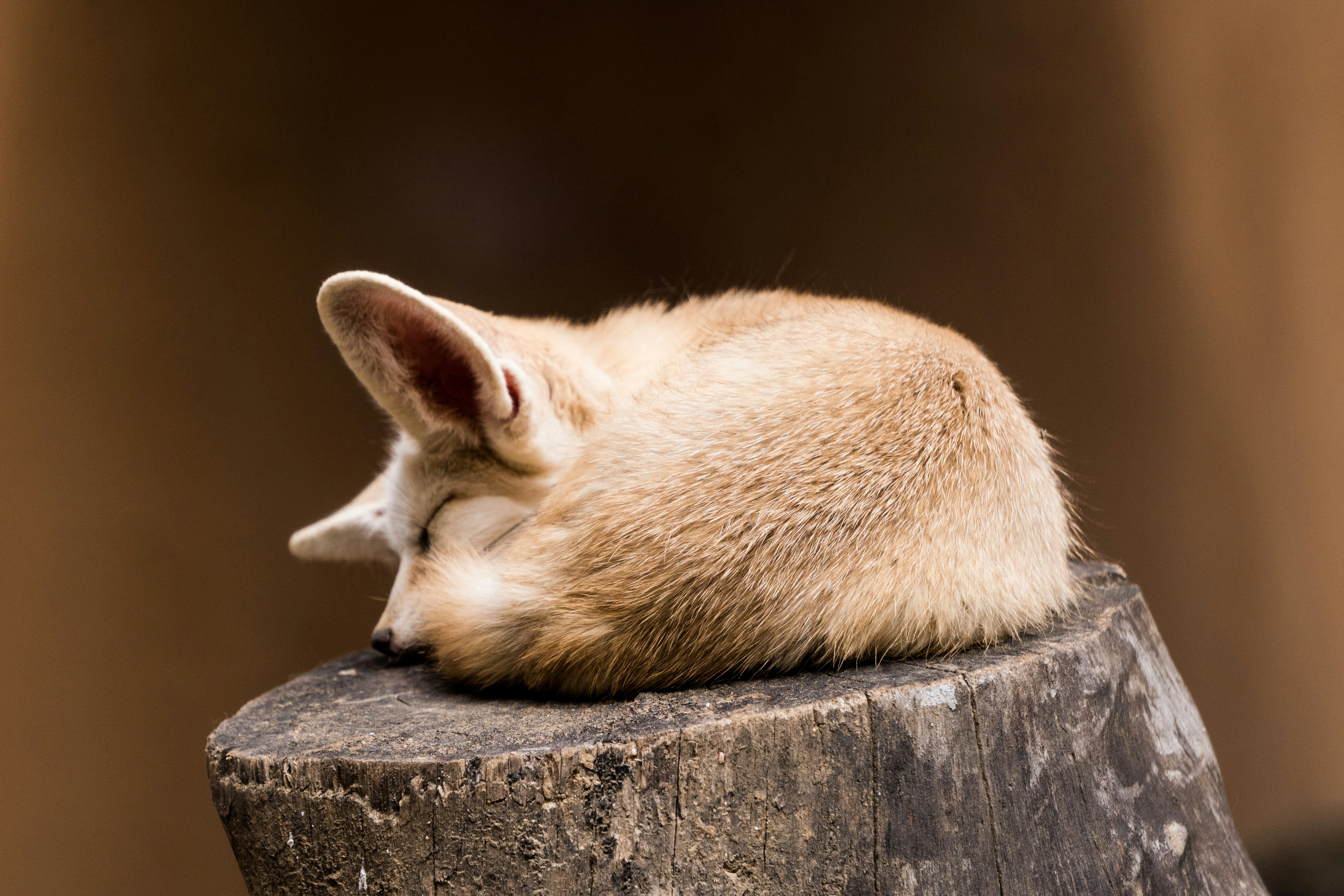 Fox Kit at Rest on a Weathered Stump