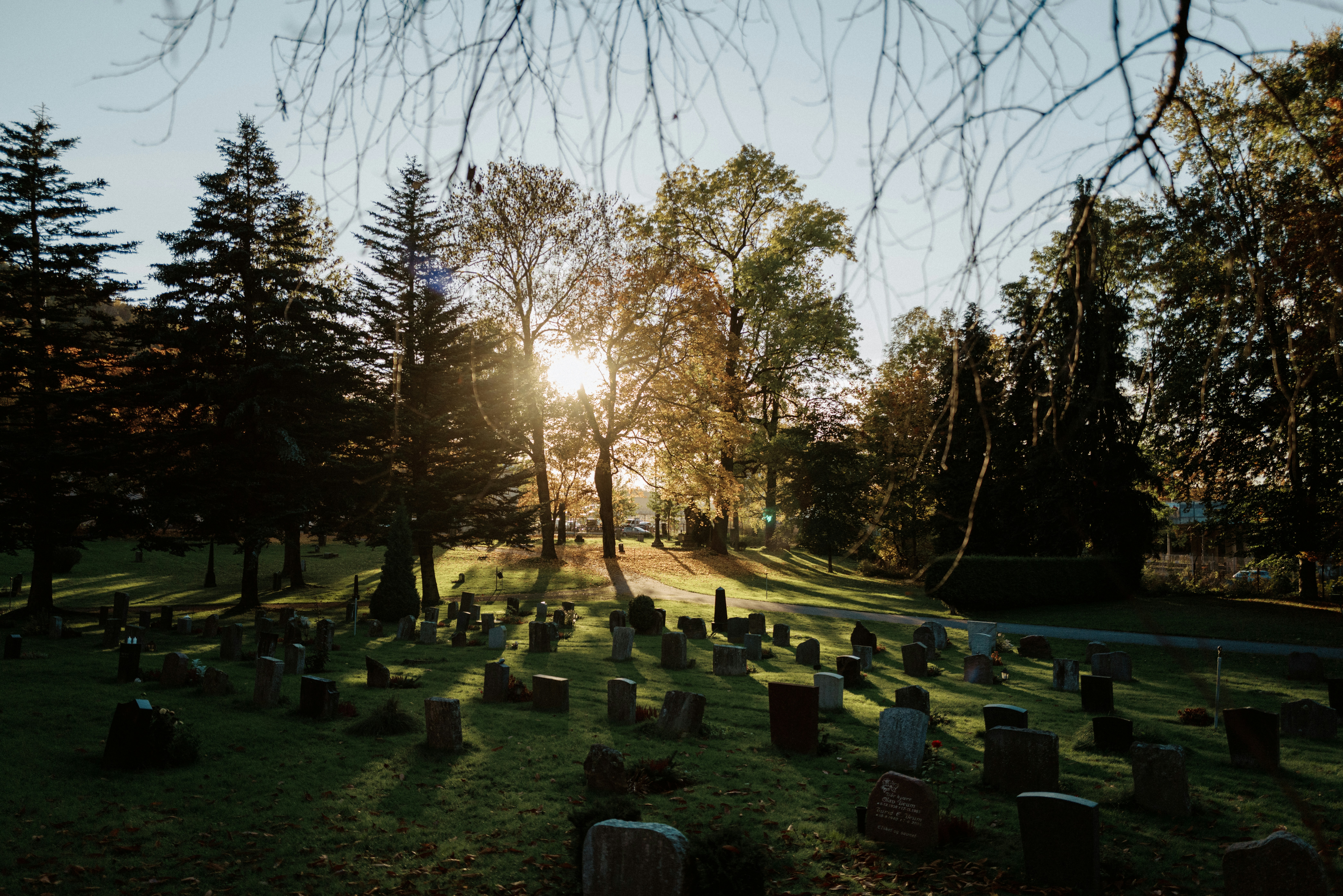 Dawn Through Pines: A Quiet Cemetery in Sunlit Silhouette