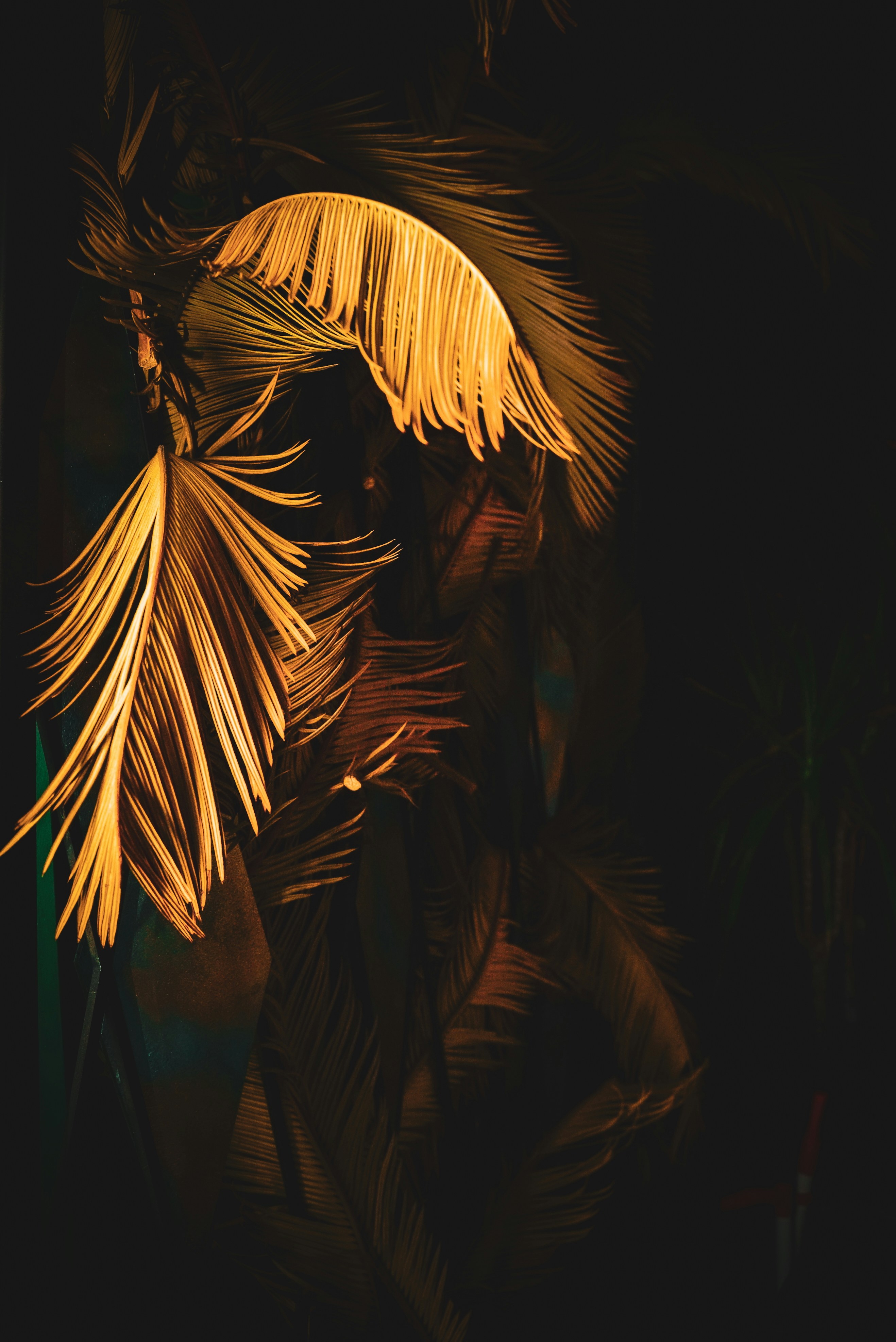 A close up of a palm tree in the dark photo – Free Muallim naci cd ...