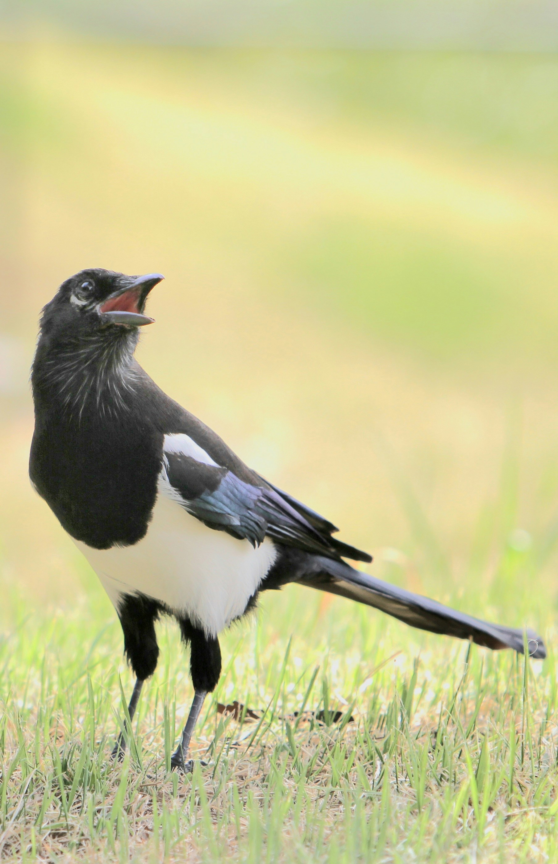 The Vocal Sentinel of the Meadow