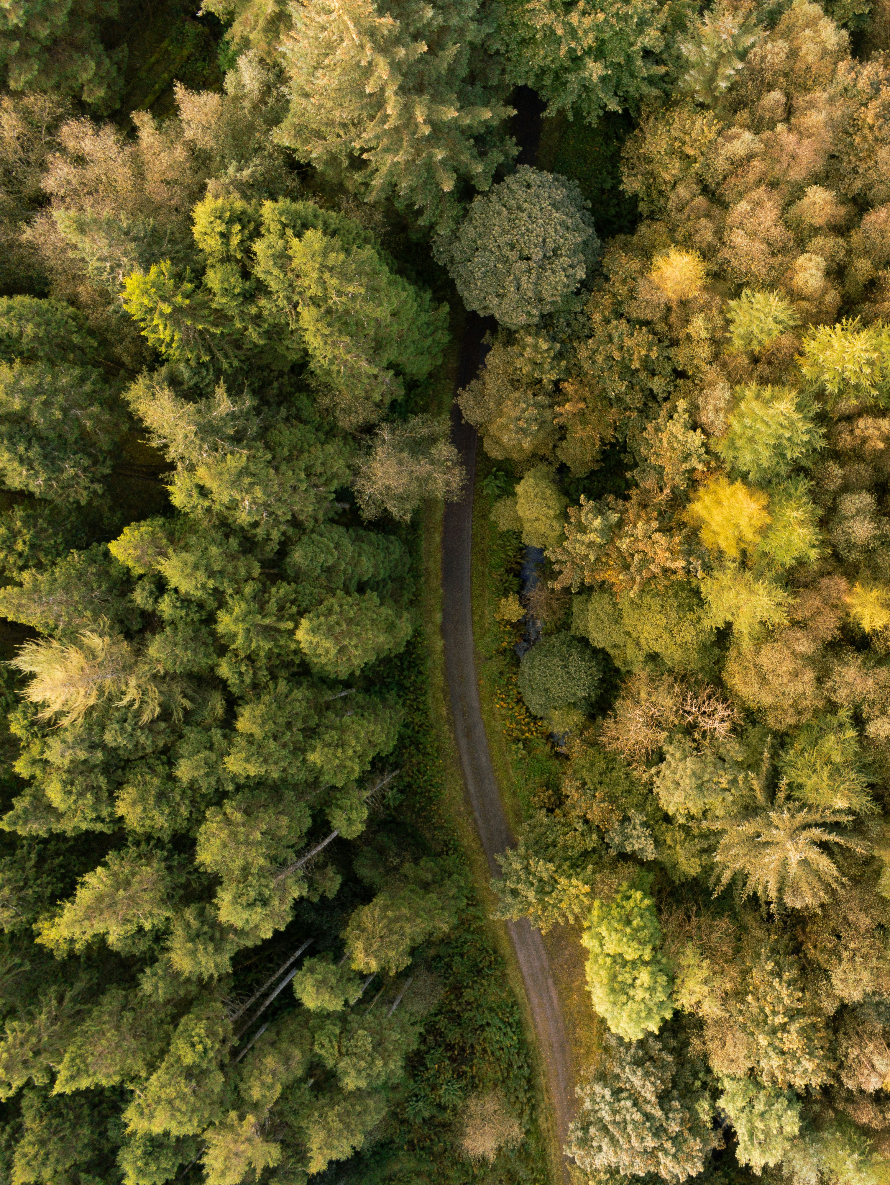 Aerial view of a winding road threading through a dense autumn forest.