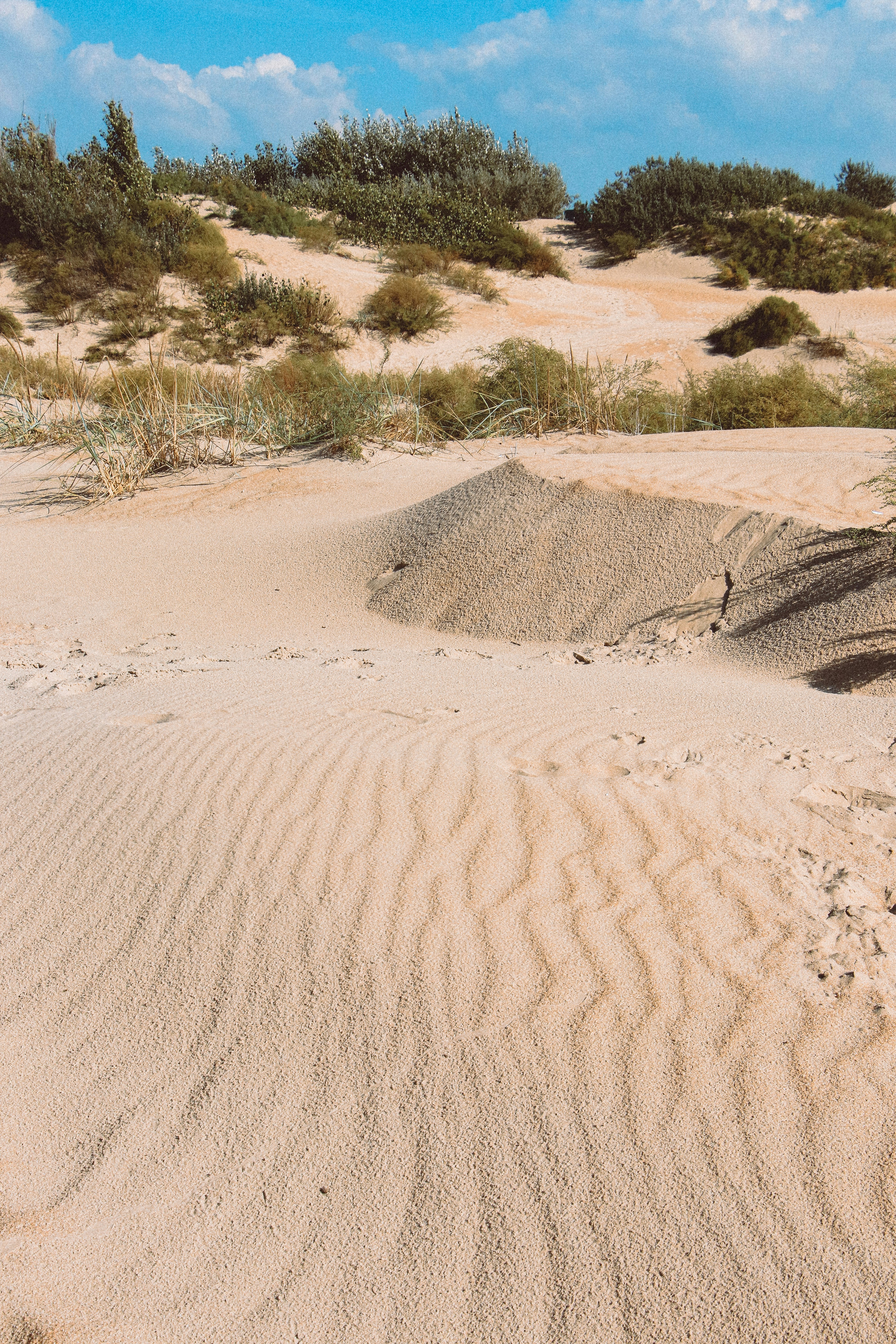 Rippletide Ridge: Wind-Sculpted Sand and Quiet Desert Sky