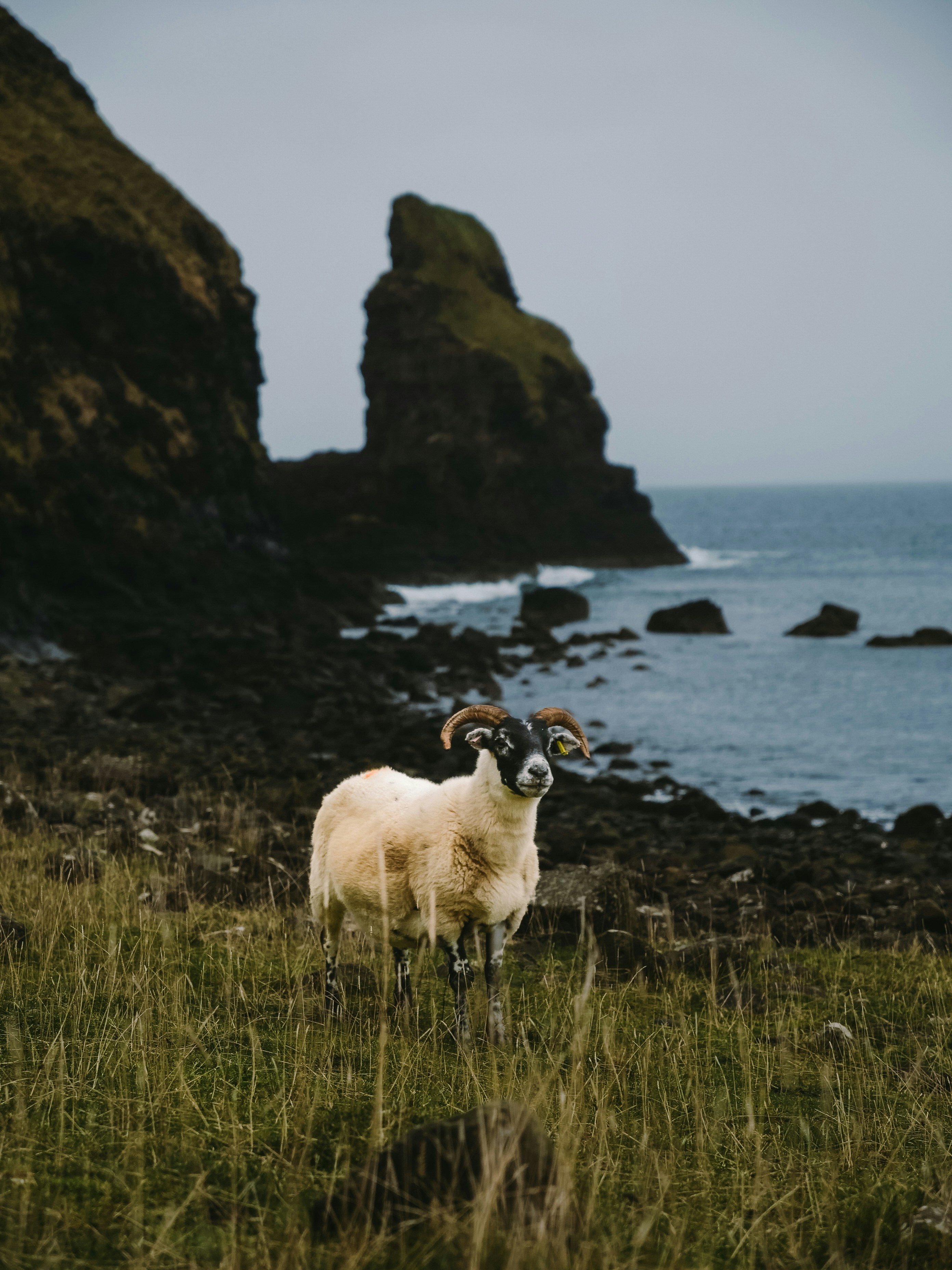 Sheep at the coastline in Scotland