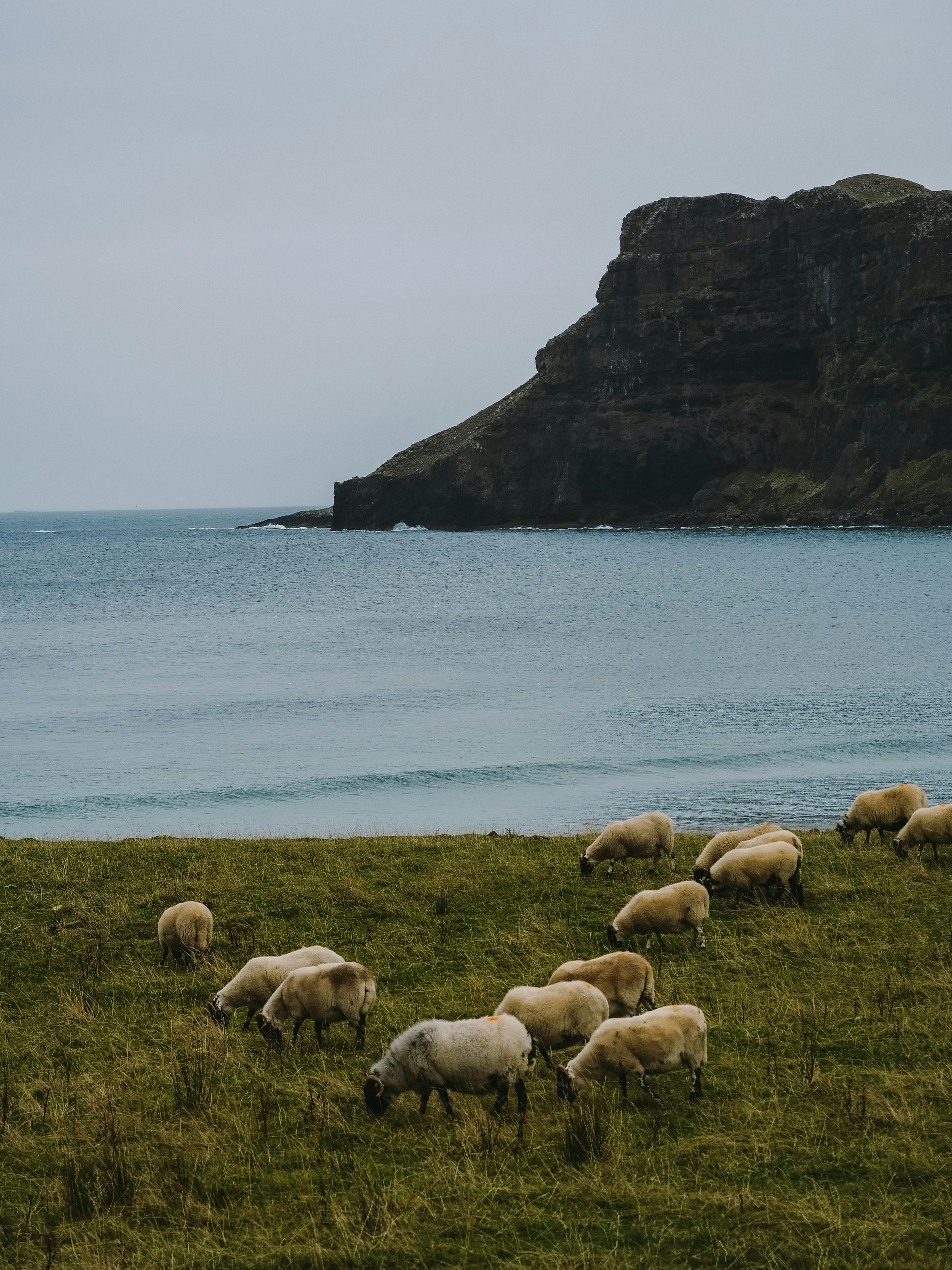 Coastal Flock at the Edge: Sheep Graze Beneath a Sea Cliff