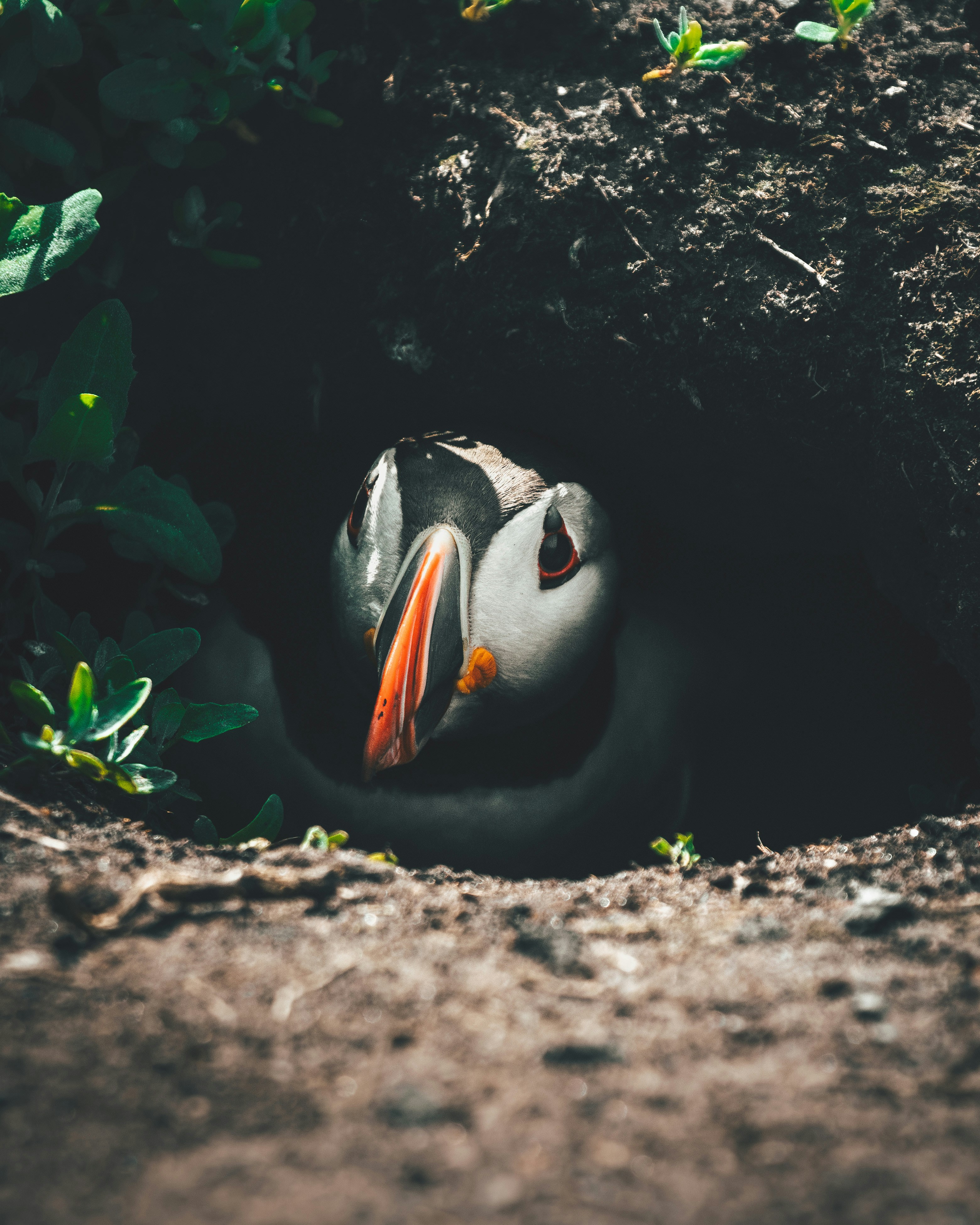 A bird is poking its head out of a hole photo – Free Wildlife Image on ...