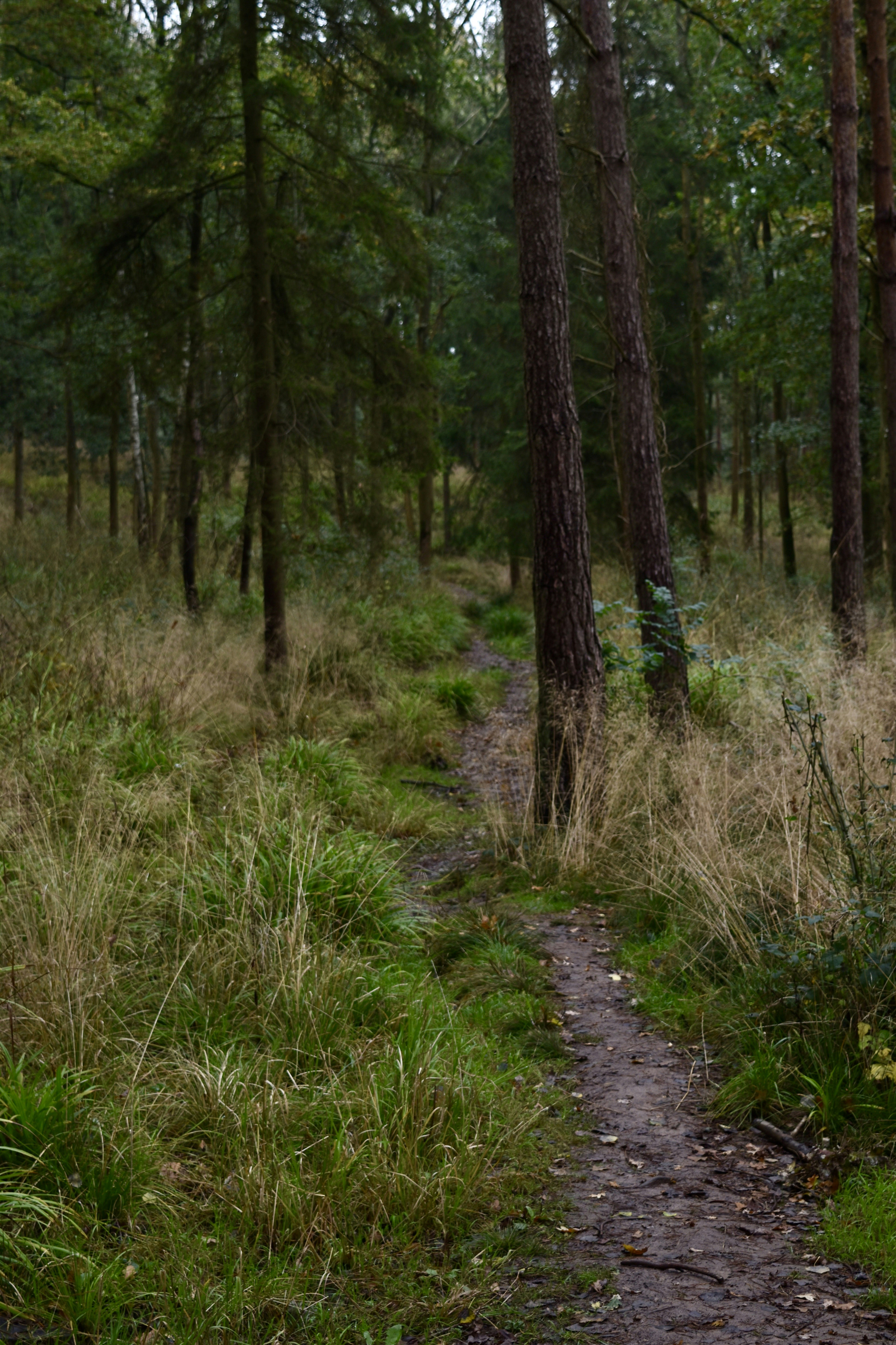 Foto Jalan setapak melalui hutan dengan rumput tinggi dan pepohonan ...