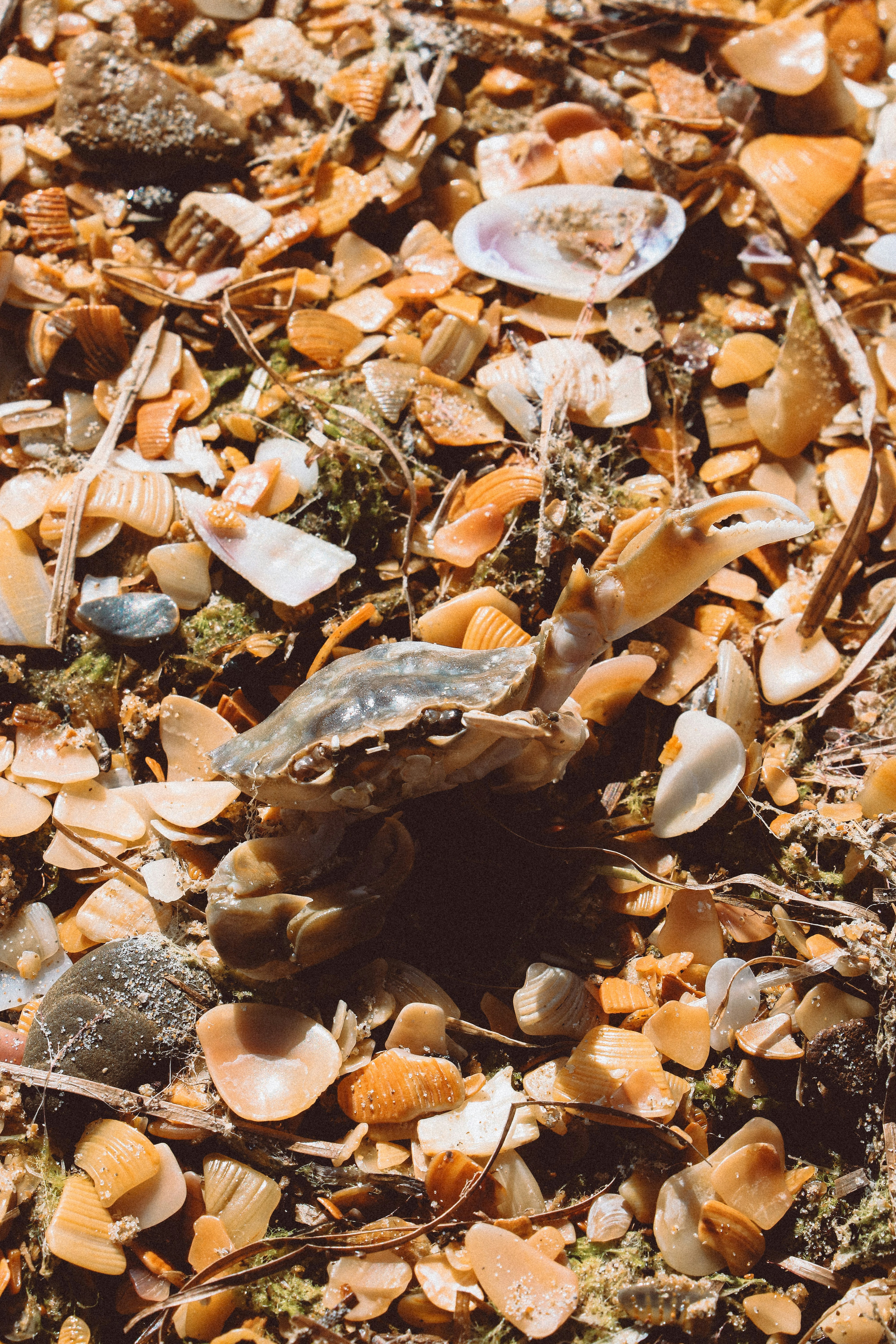 Broken Shells and Tide-Soaked Grains: A Glimpsed Strandscape