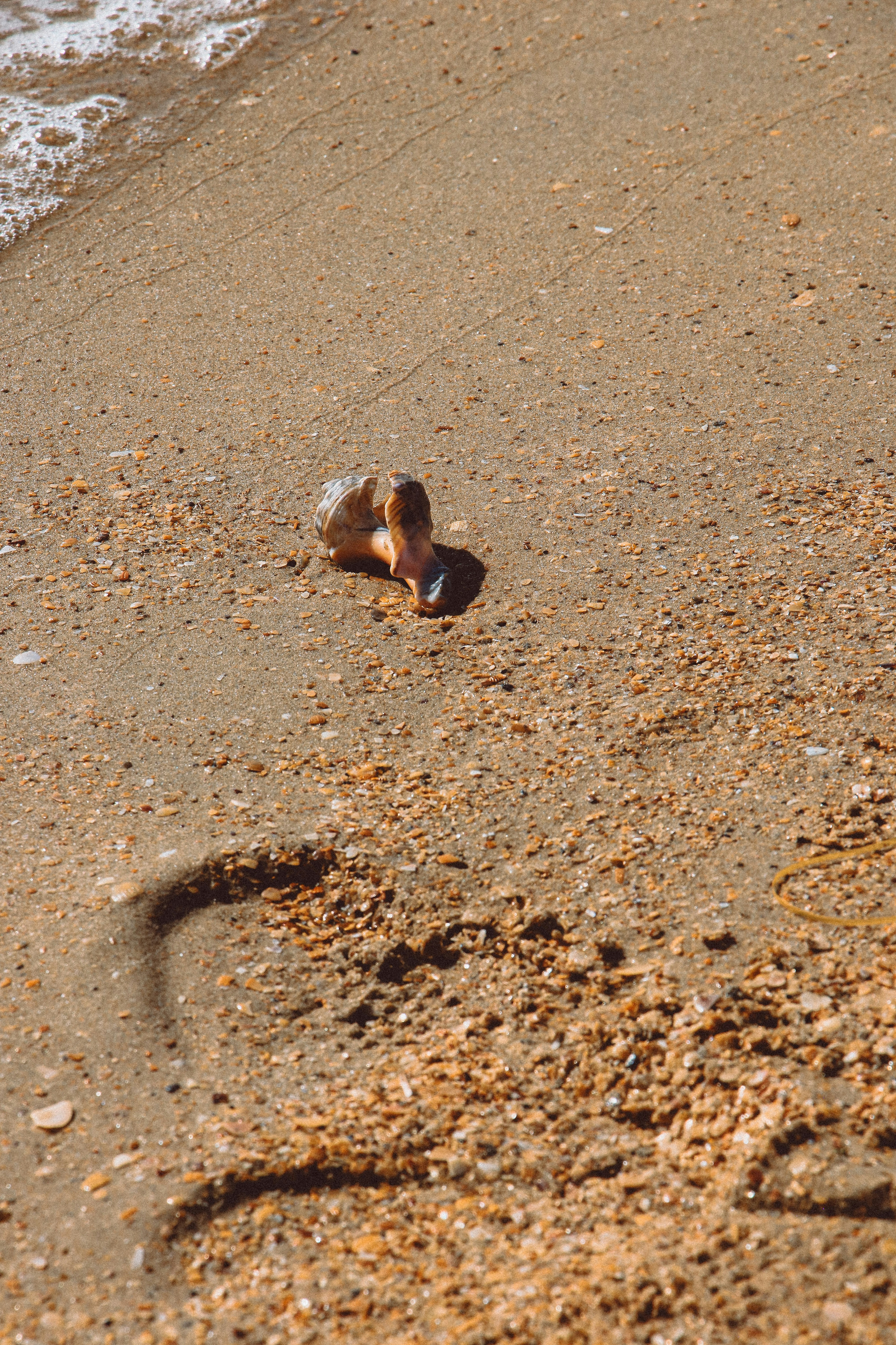 Lone Conch on Sun-Warmed Sand at the Water's Edge