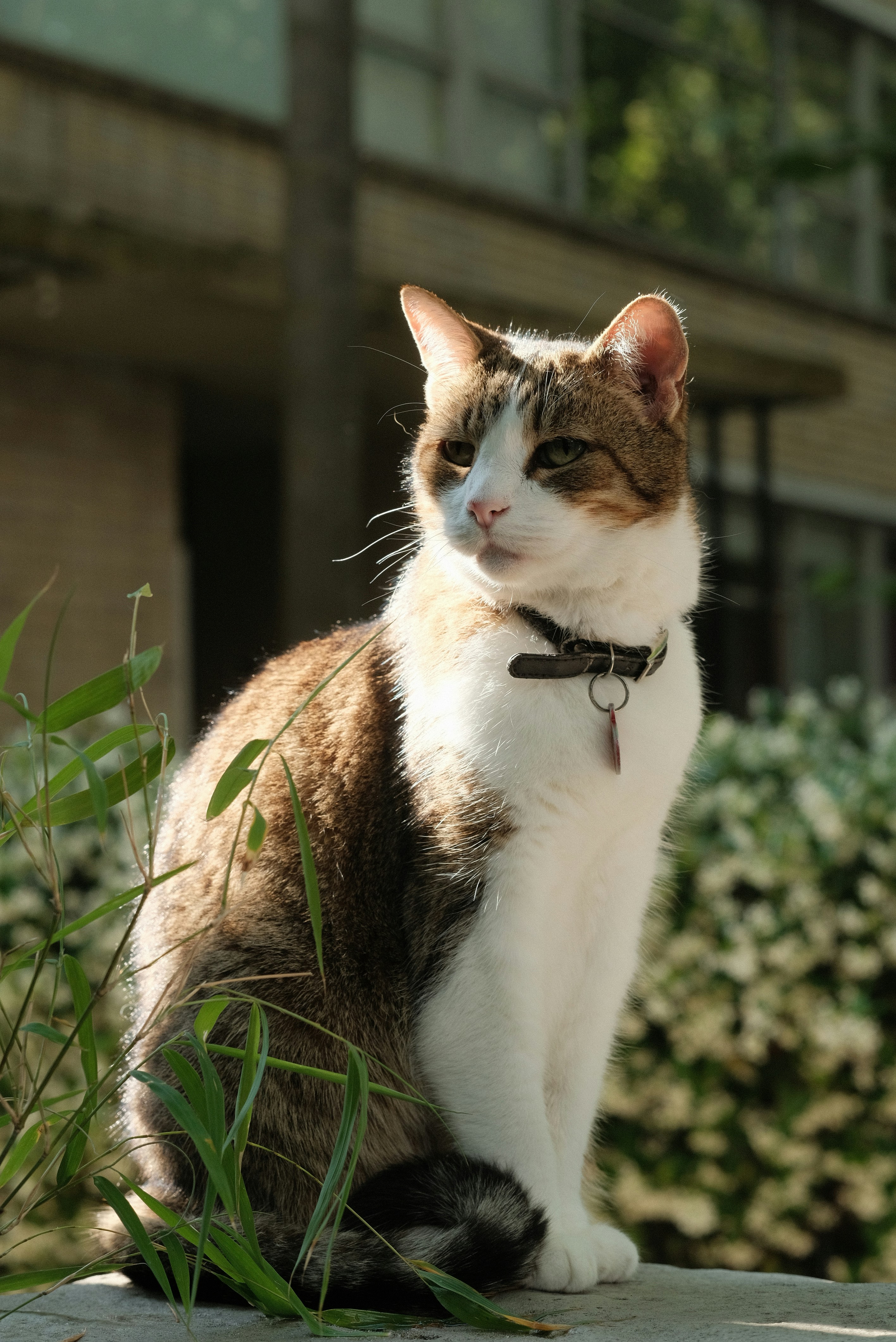 Afternoon Sentinel: Calico Cat Posed in Sunlit Garden