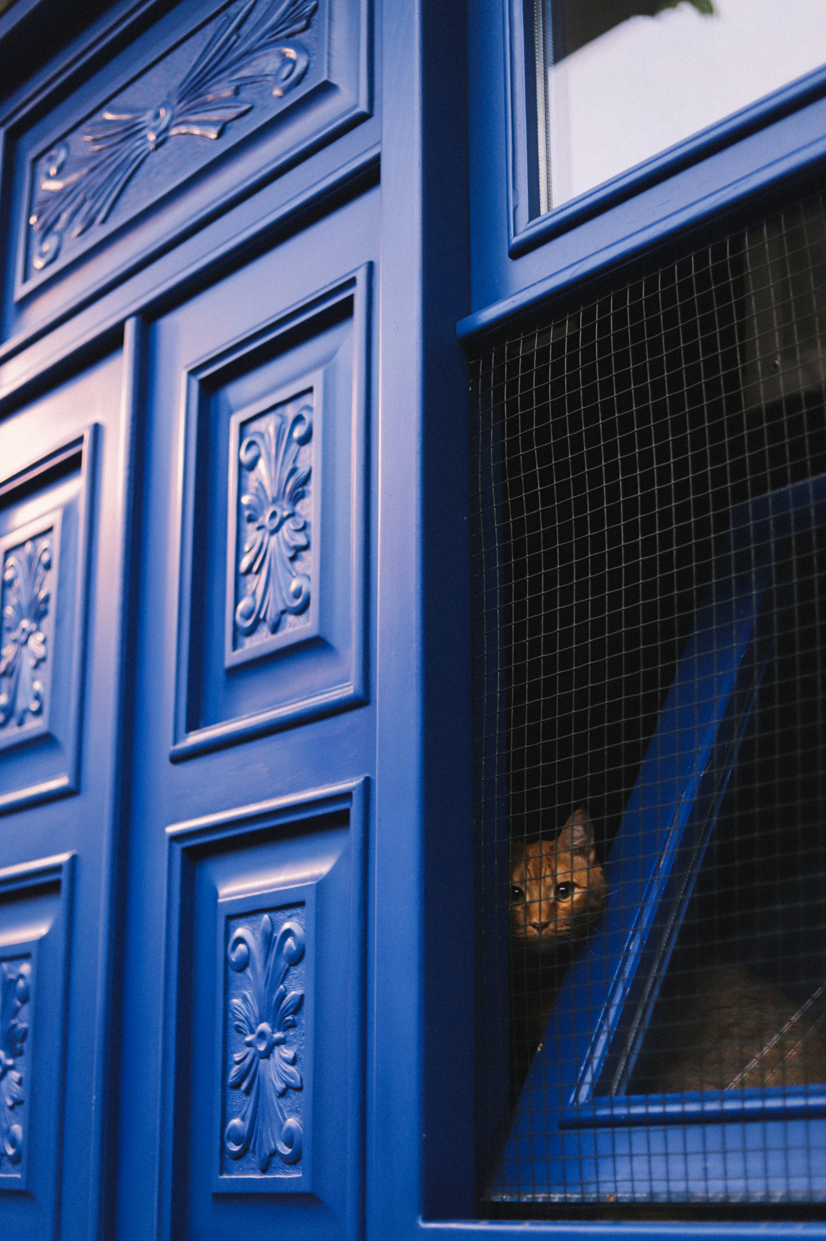 Blue-Panel Facade and the Hidden Cat: A Quiet Moment