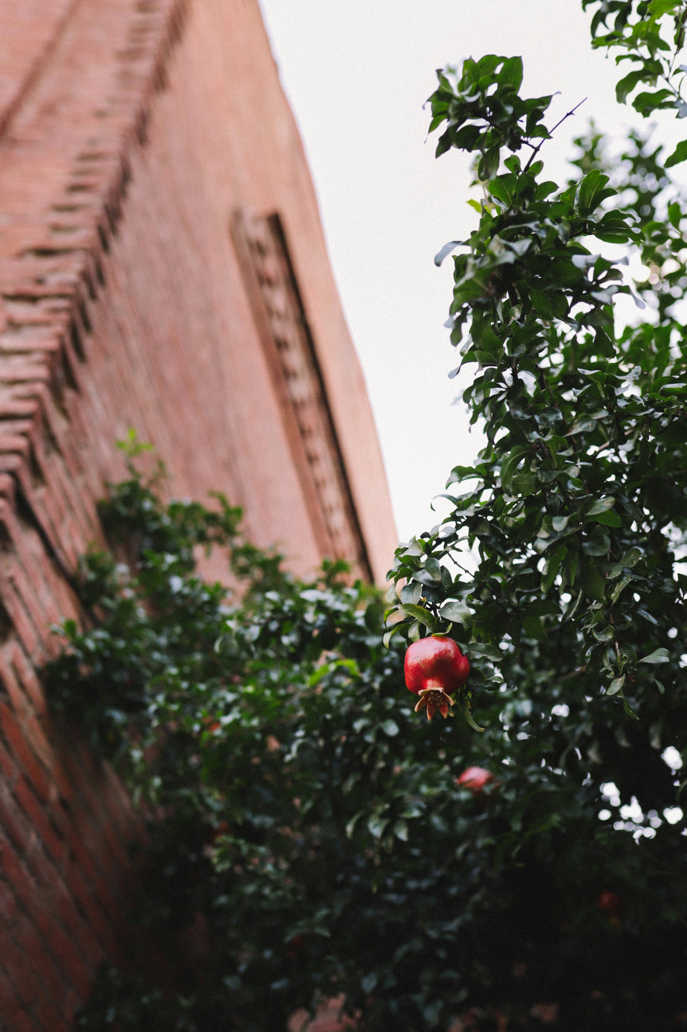 Crimson Pendant Framed by Brick and Greenery