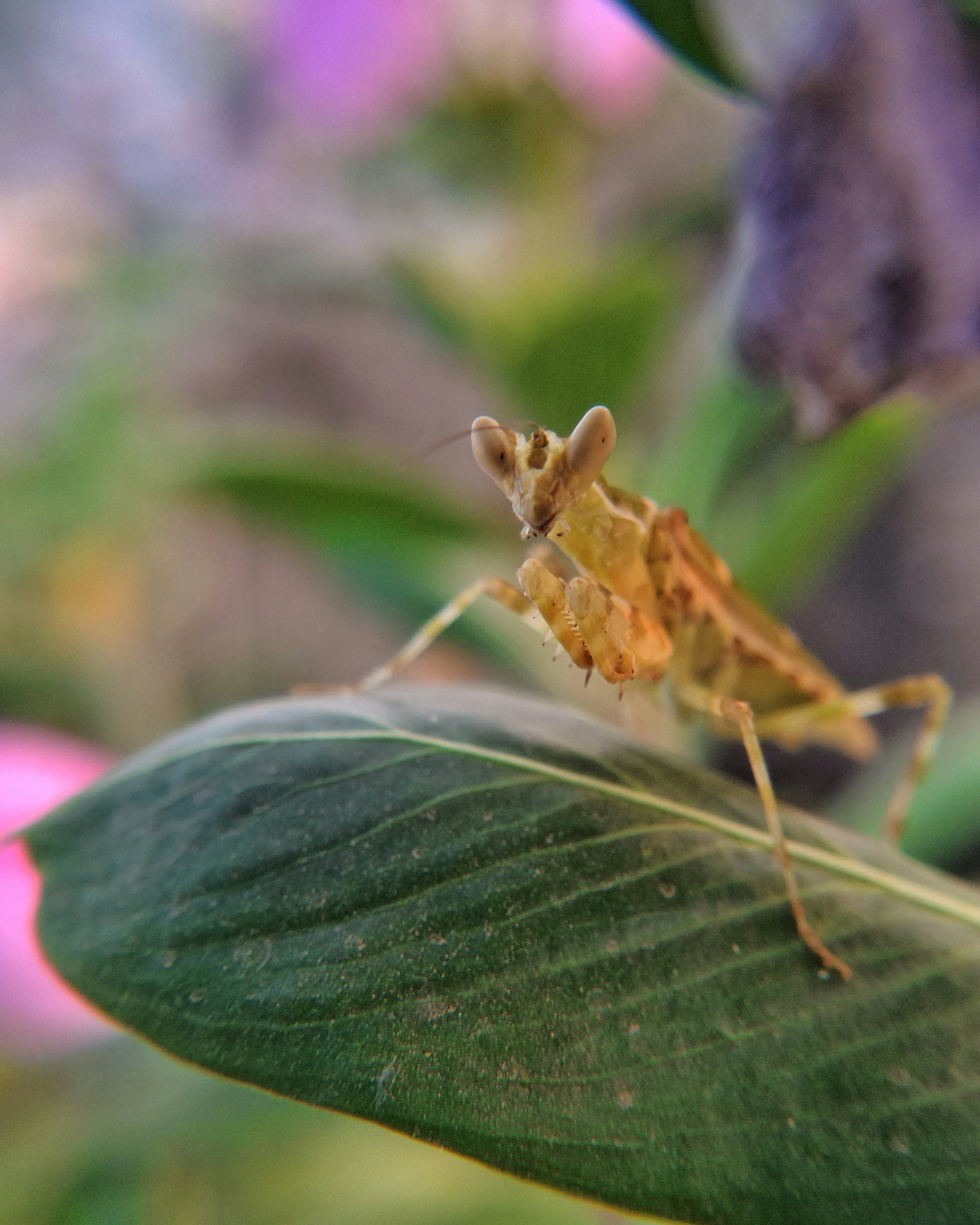Tiny Gladiator on a Leaf: A Macro Portrait of a Praying Mantis