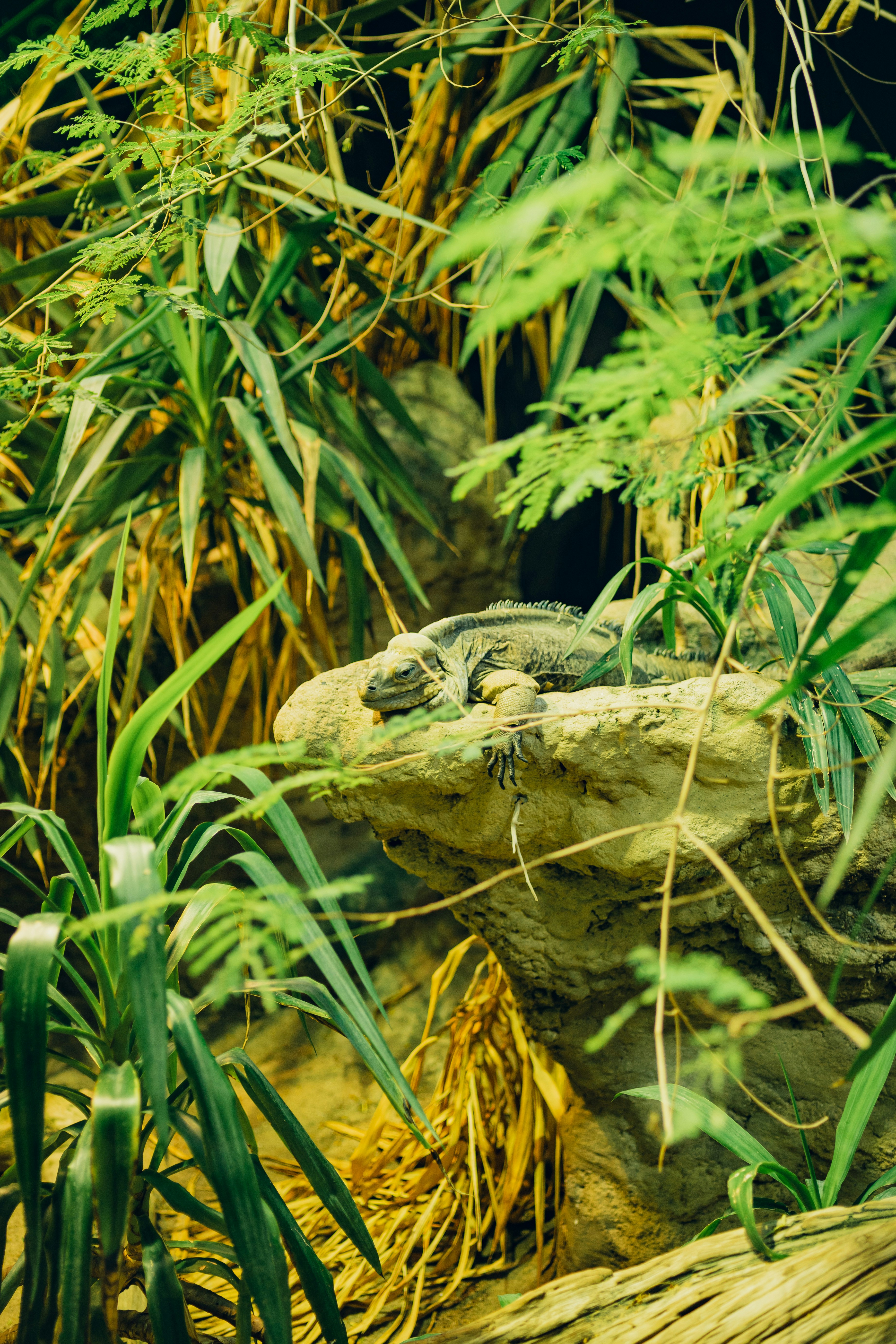 A large lizard laying on top of a rock photo – Free Animal Image on ...