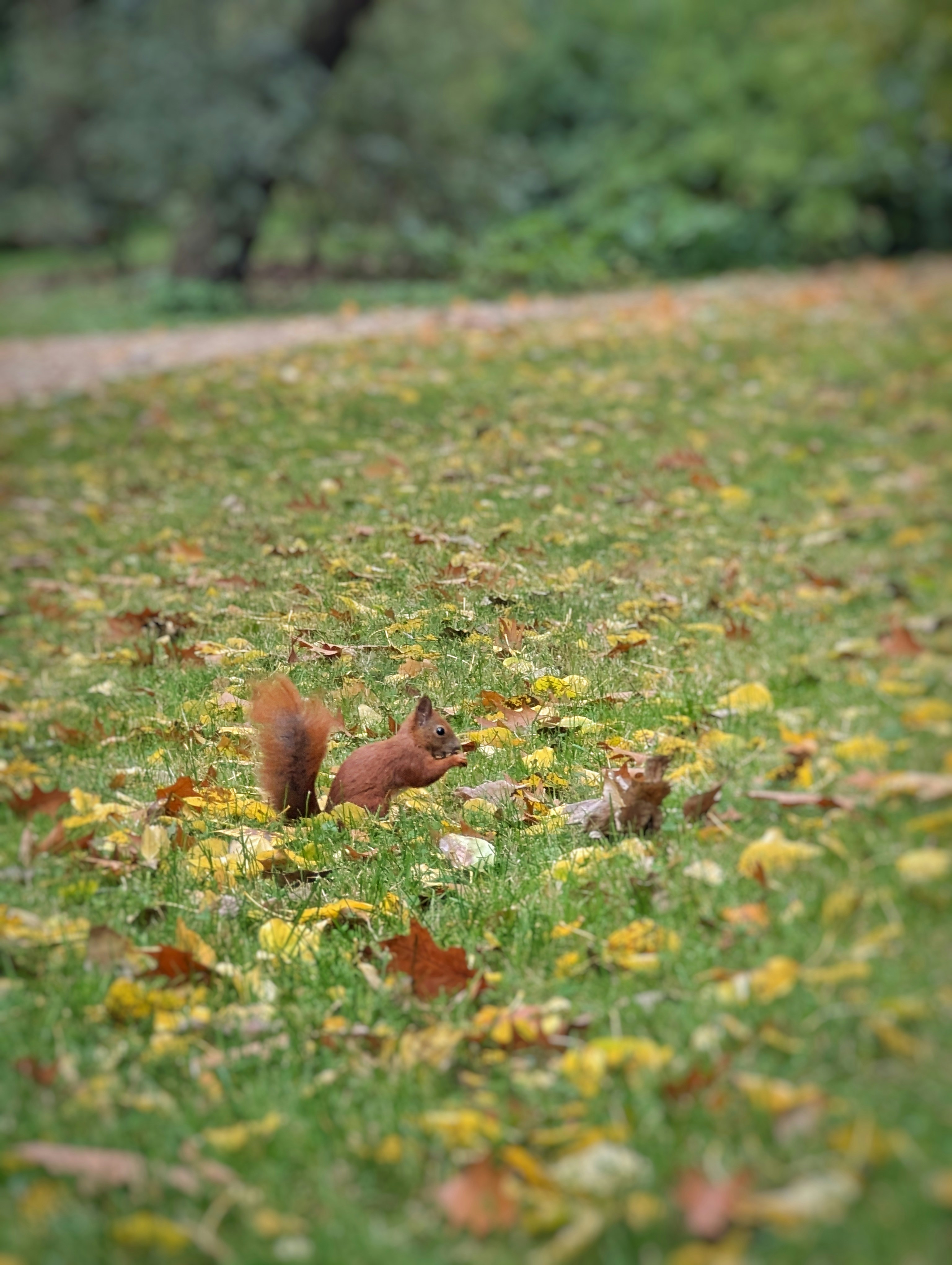 A squirrel in a field of grass with yellow flowers