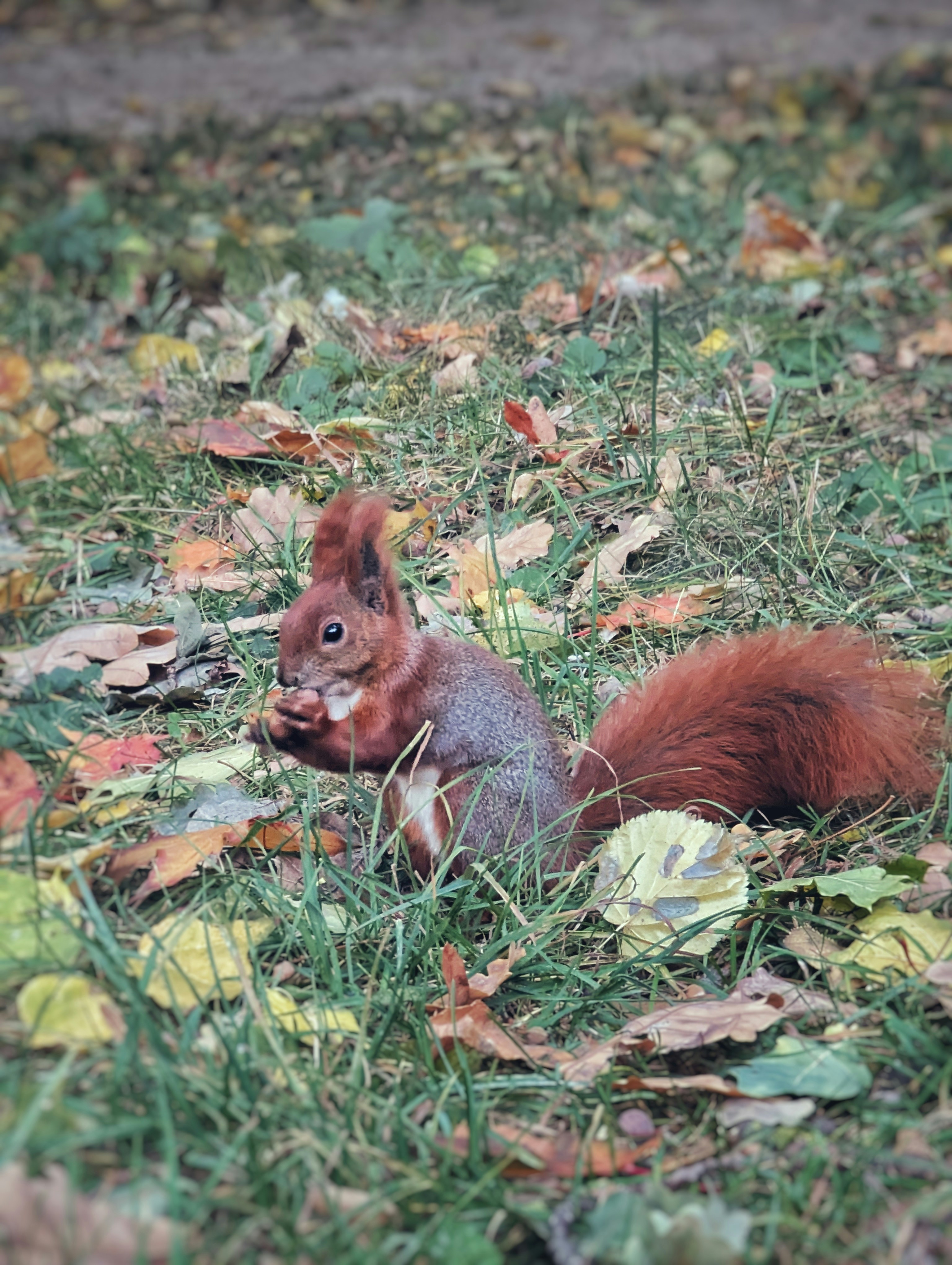 A squirrel sitting on top of a lush green field