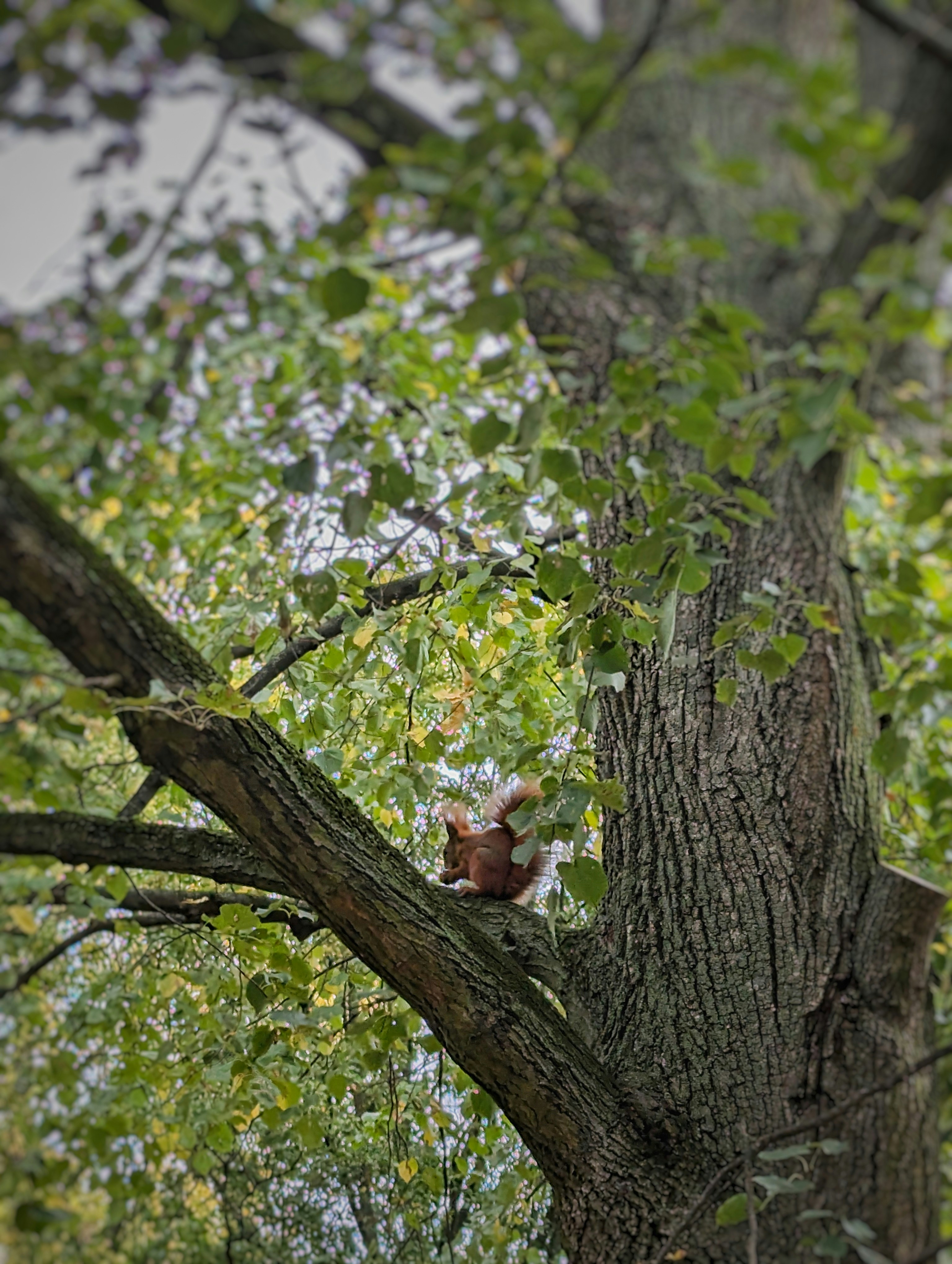 A Quiet Pause: Red Squirrel Among a Green Canopy