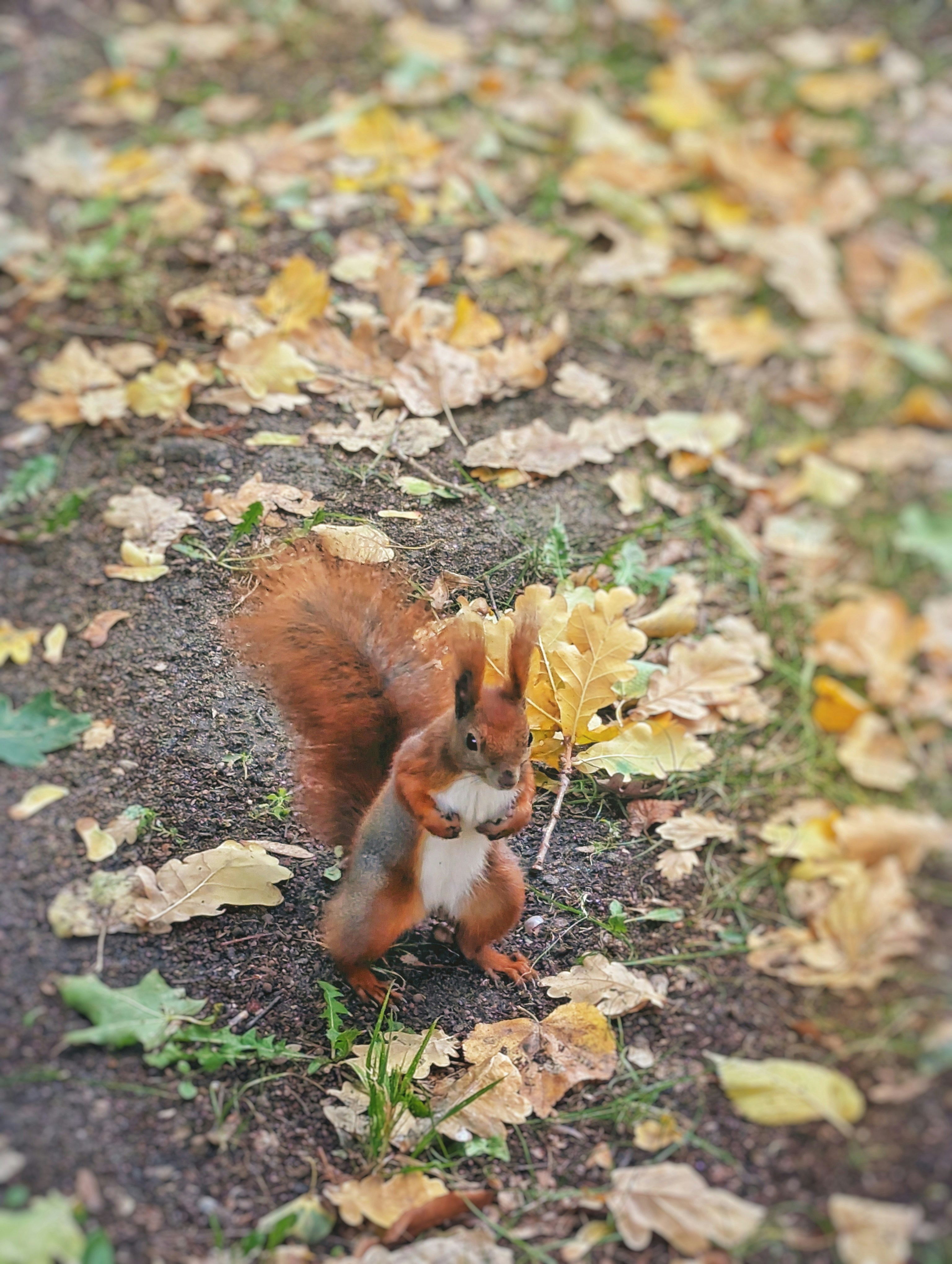 Autumnal Sentinel: Squirrel Upright on a Leaf-Carpet