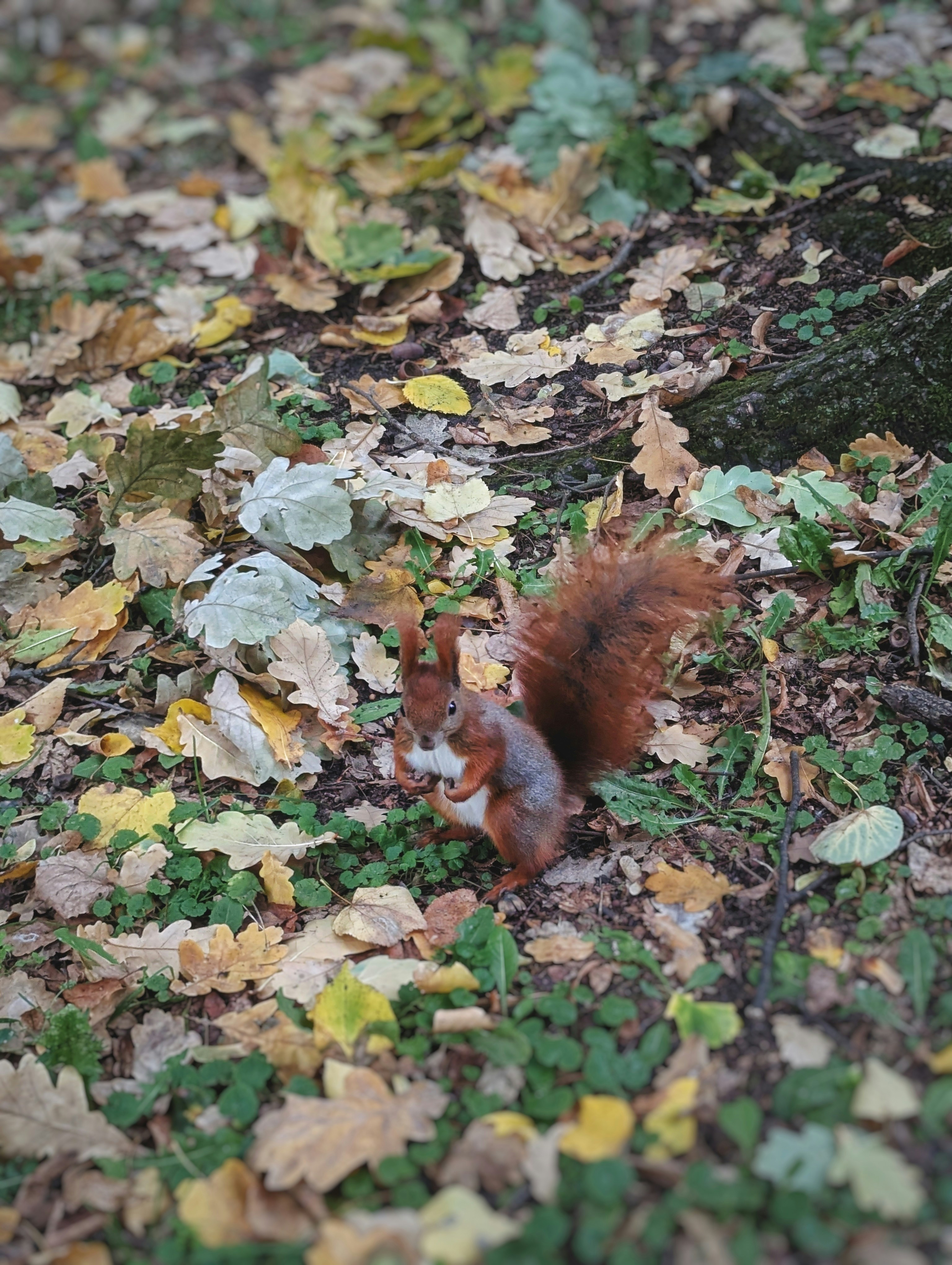 Autumn's Tiny Acrobat on a Leaf-Carpeted Forest Floor