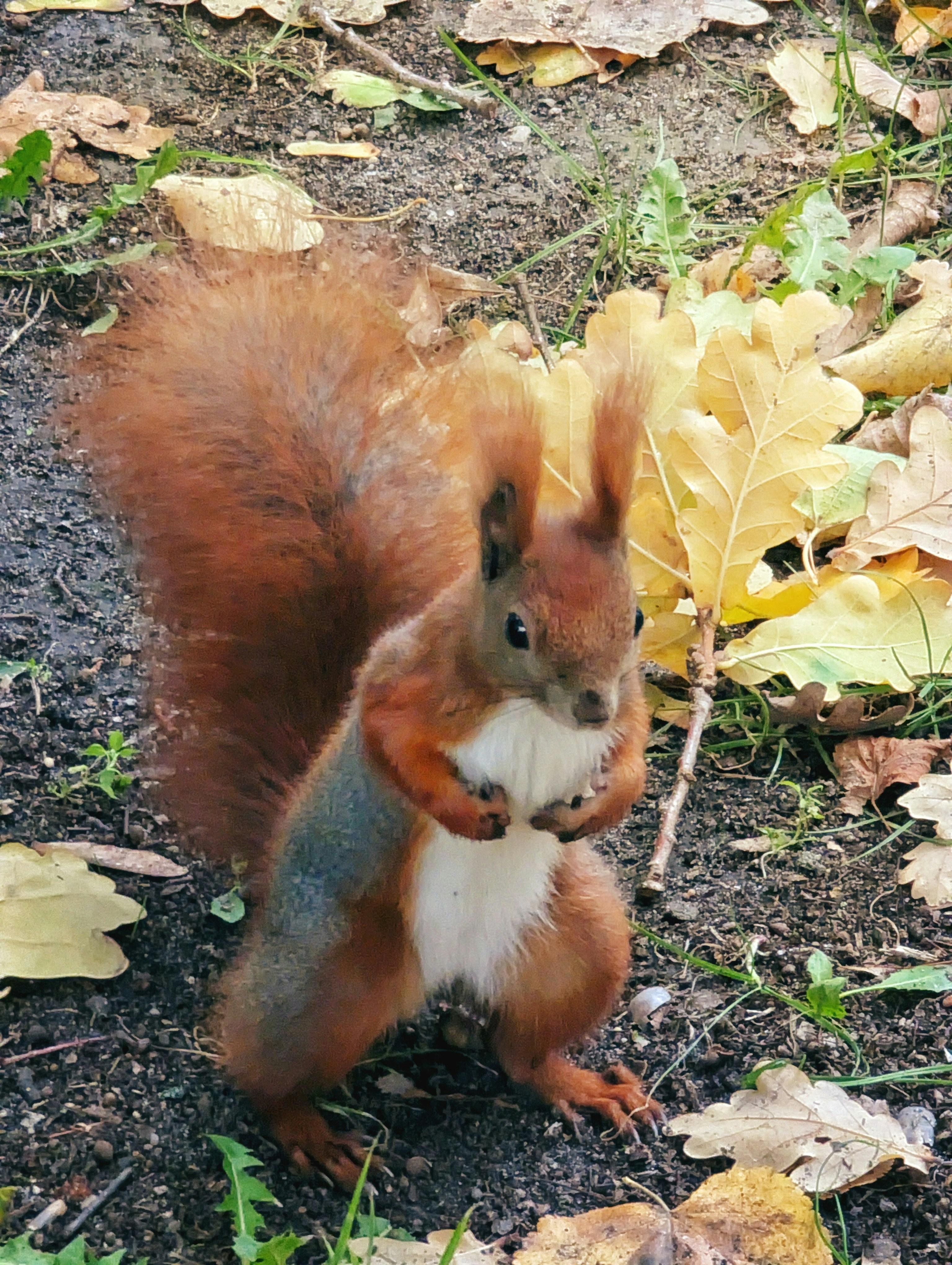 Red Squirrel in Autumn Groundscatter, Moment of Pause