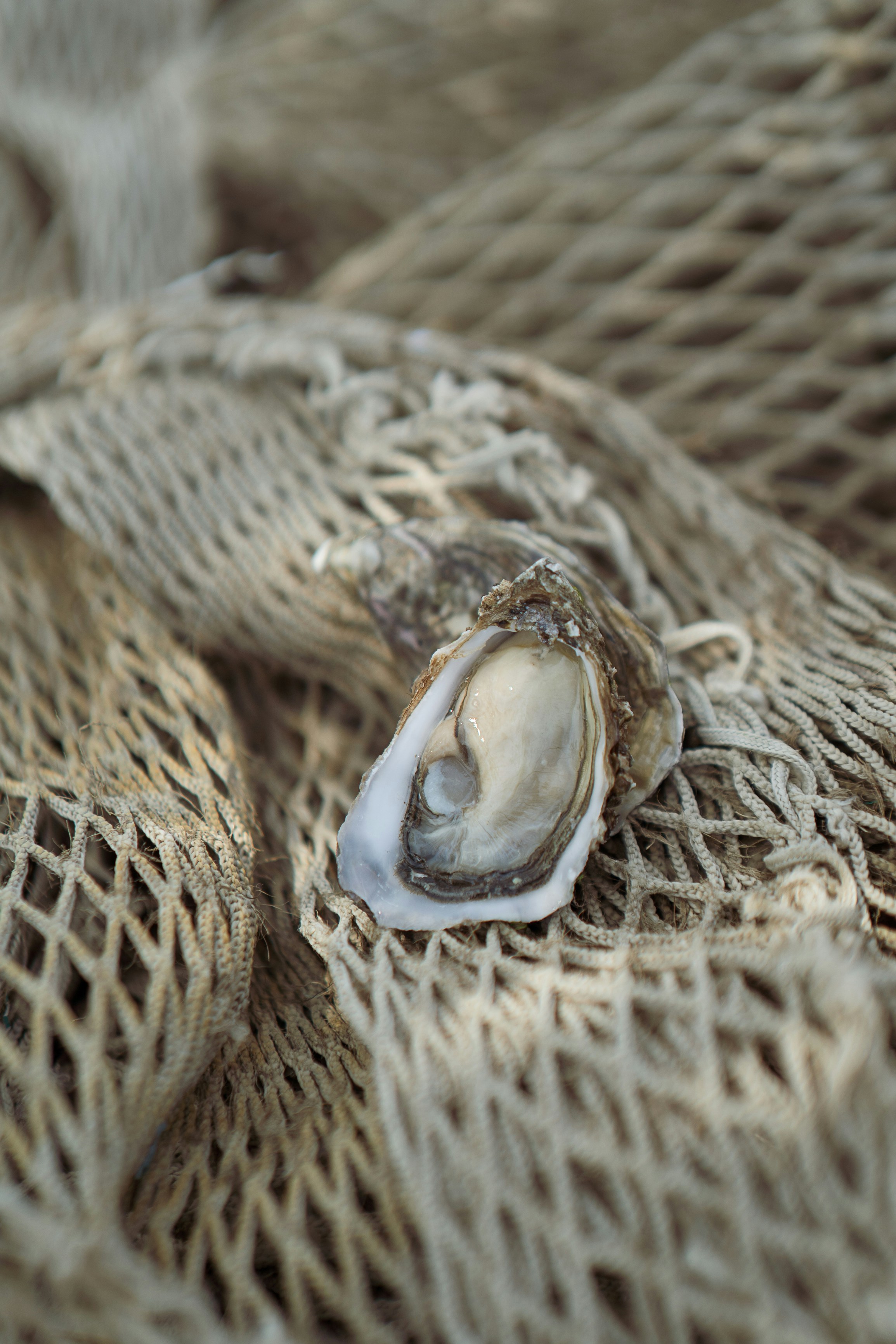 Oyster on Weathered Net: An Intimate Close-Up of Texture and Light