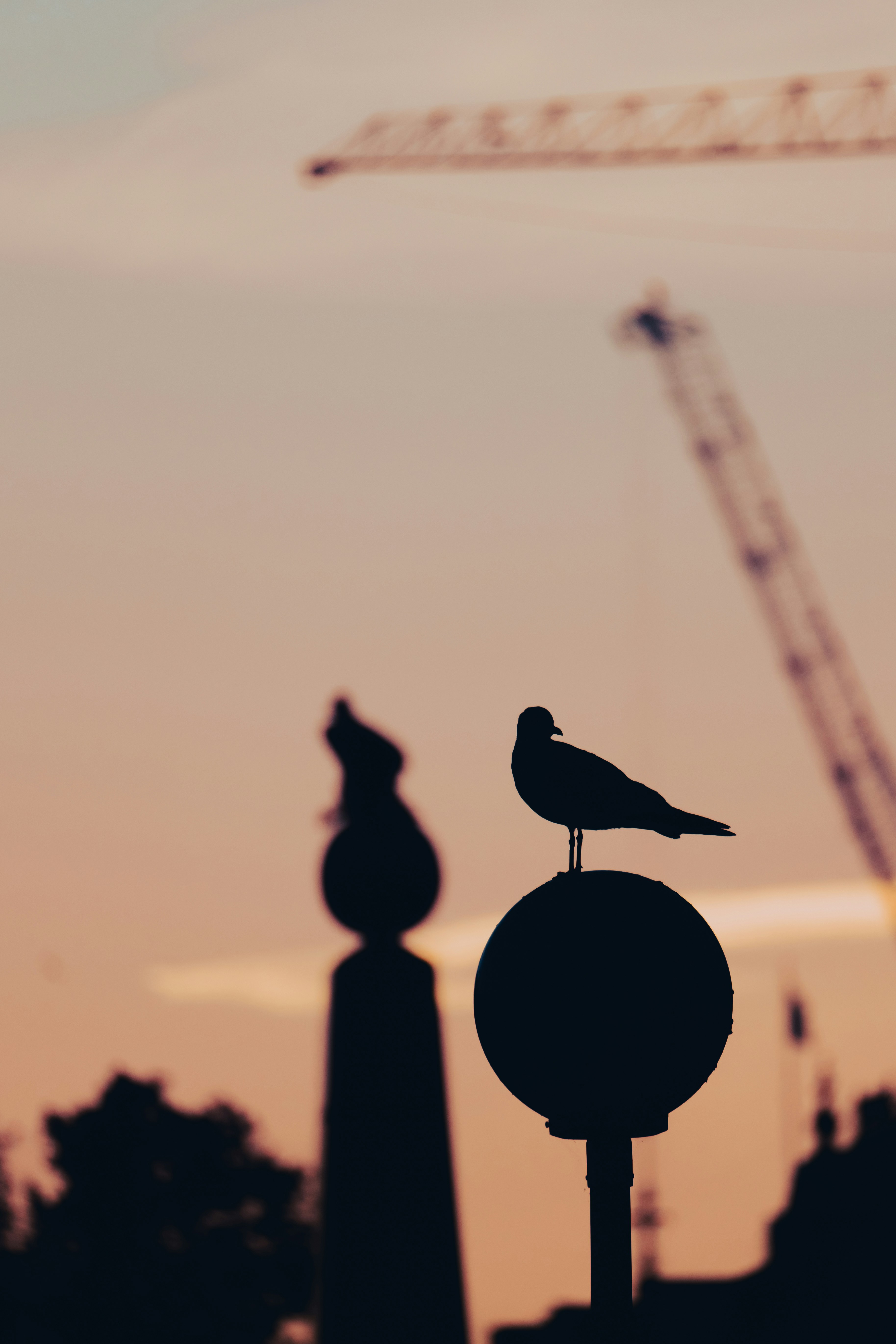 Dusk Sentinel: Seagull on a Post with Distant Crane Silhouettes