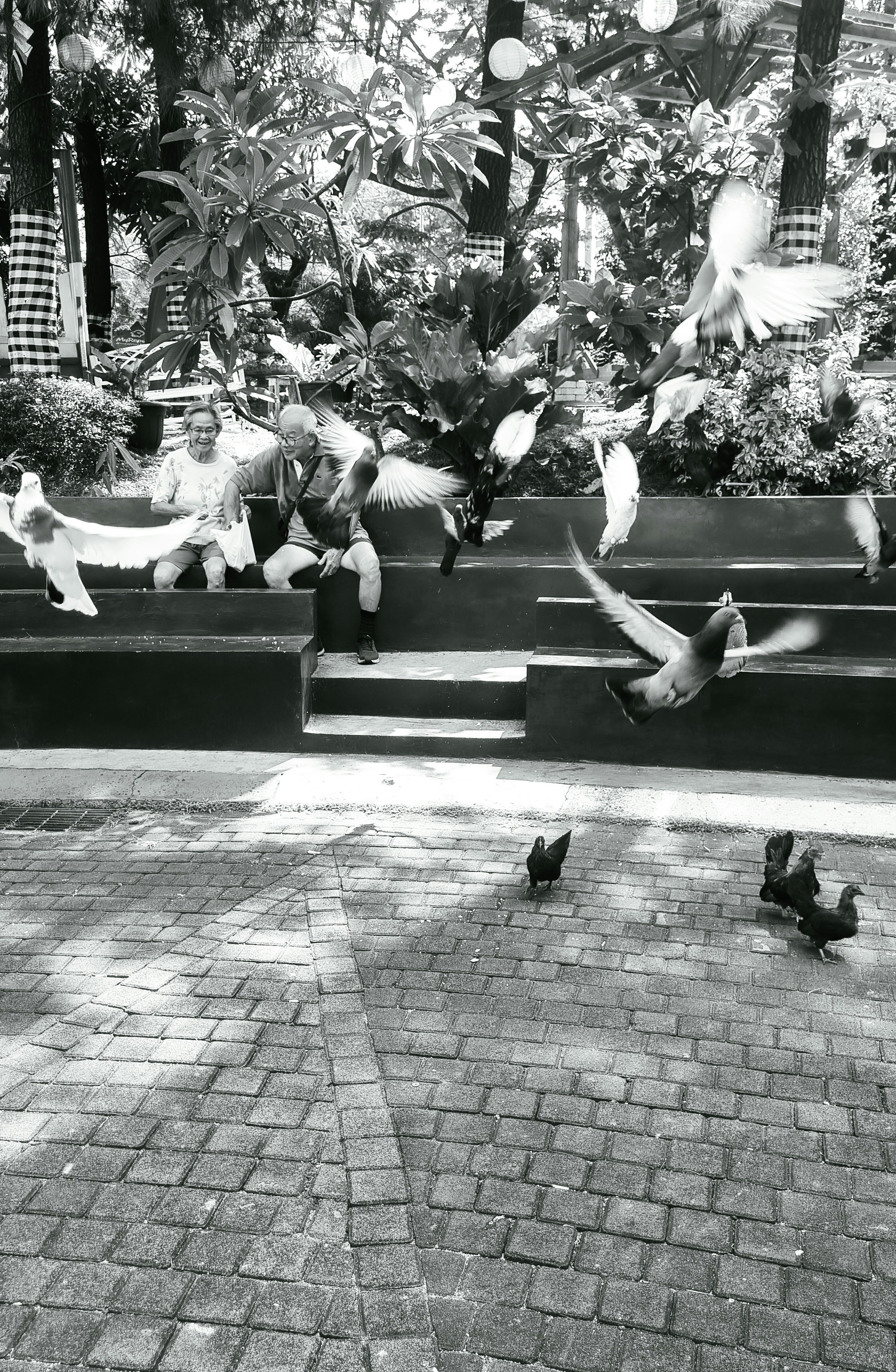 Whispers and Wings on the Park Steps