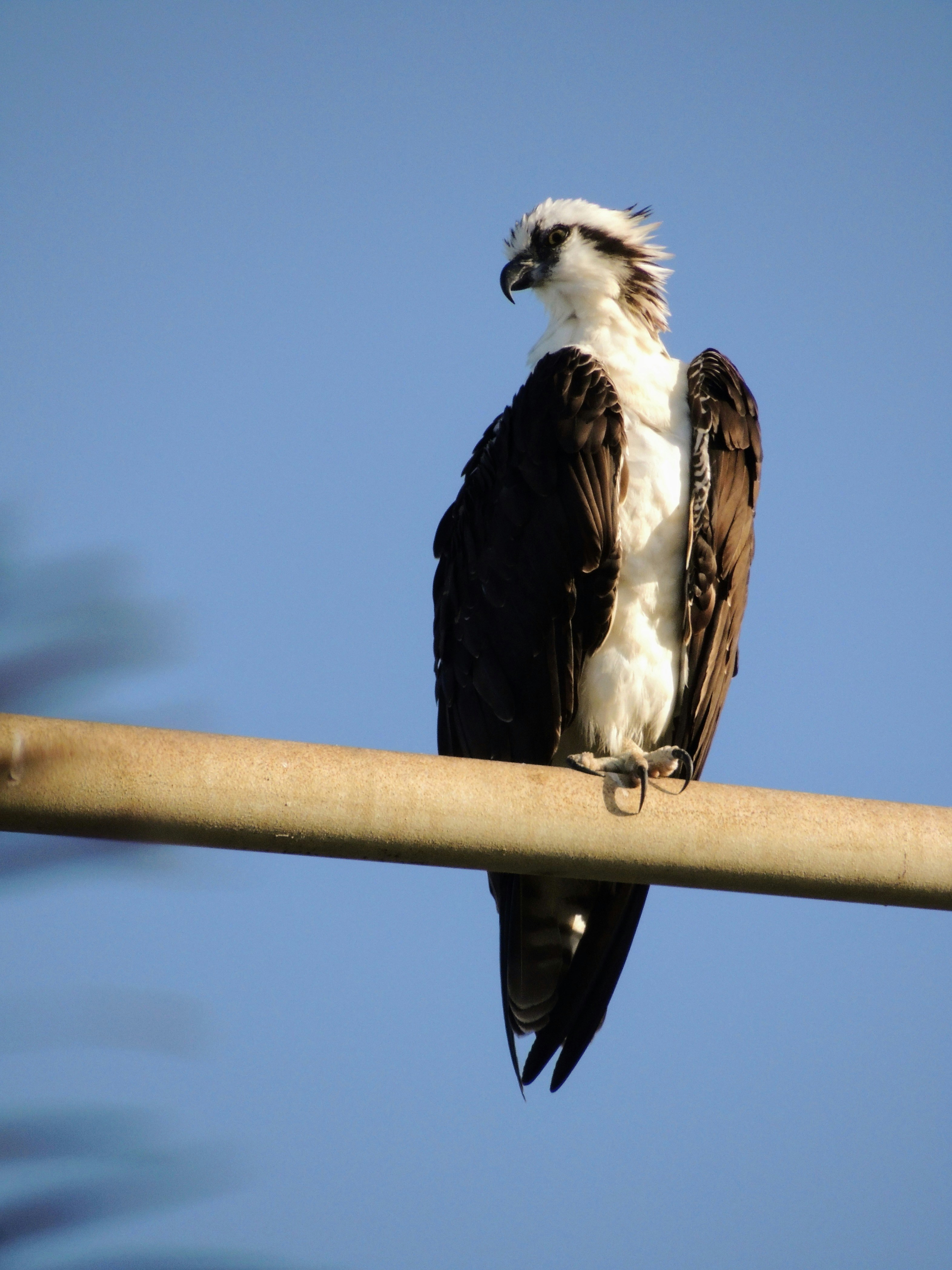 Majestic Sentinel of the Skies