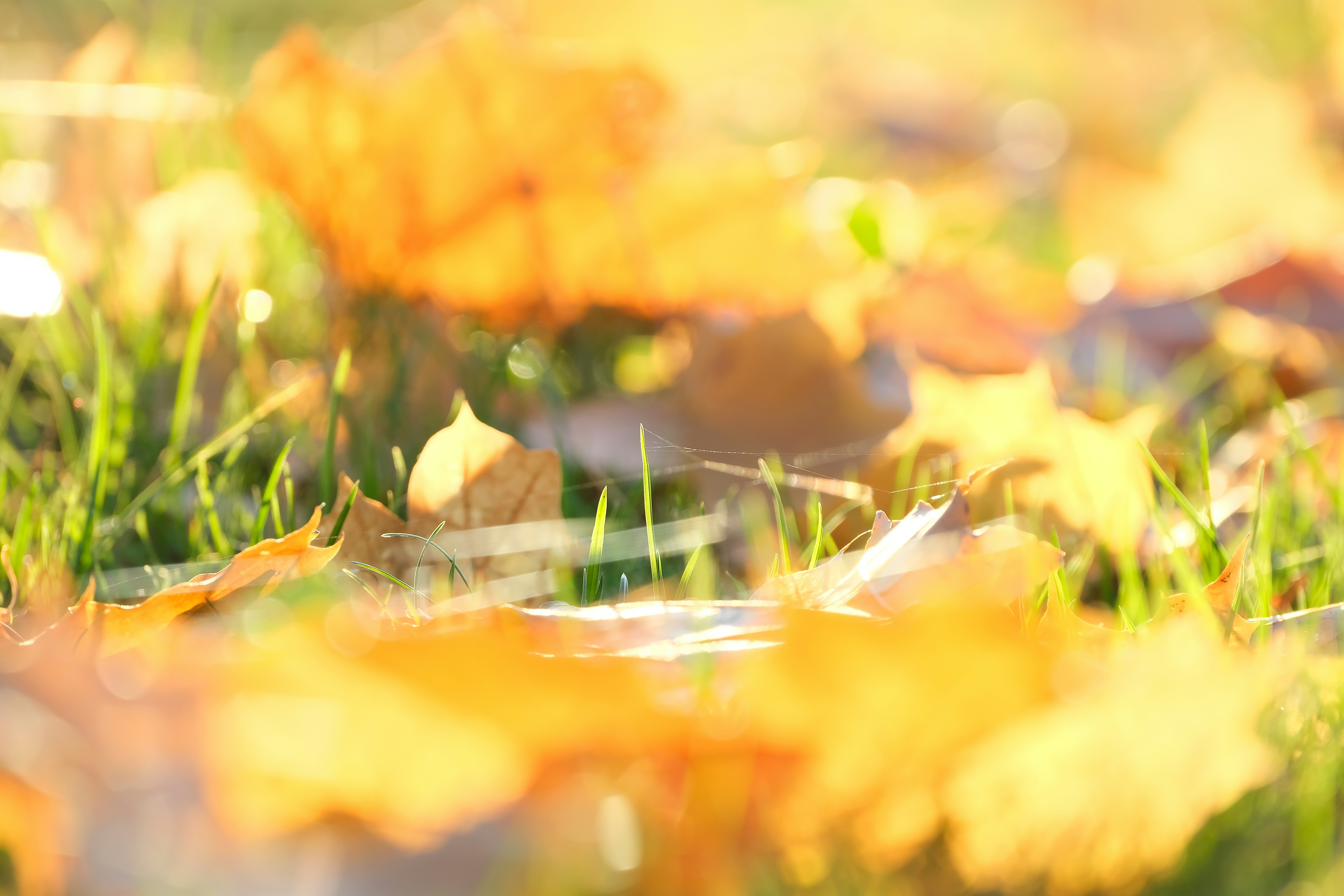 Autumn Footfall: Blurred Leaves in a Warm Field