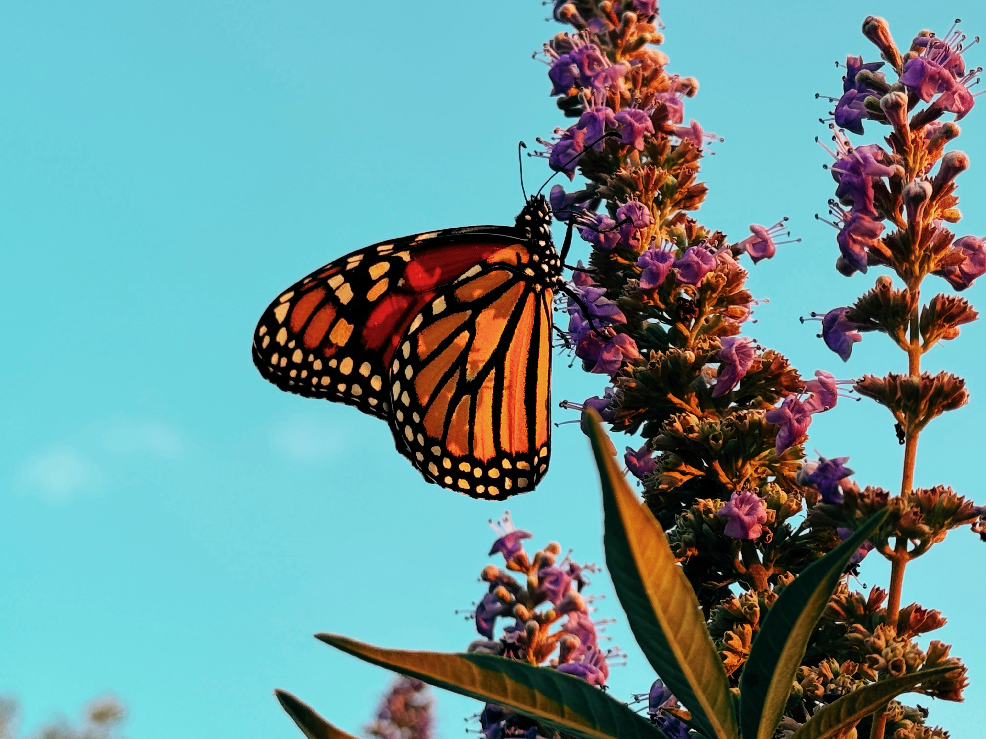 Monarch on Lavender Spikes Under a Turquoise Sky