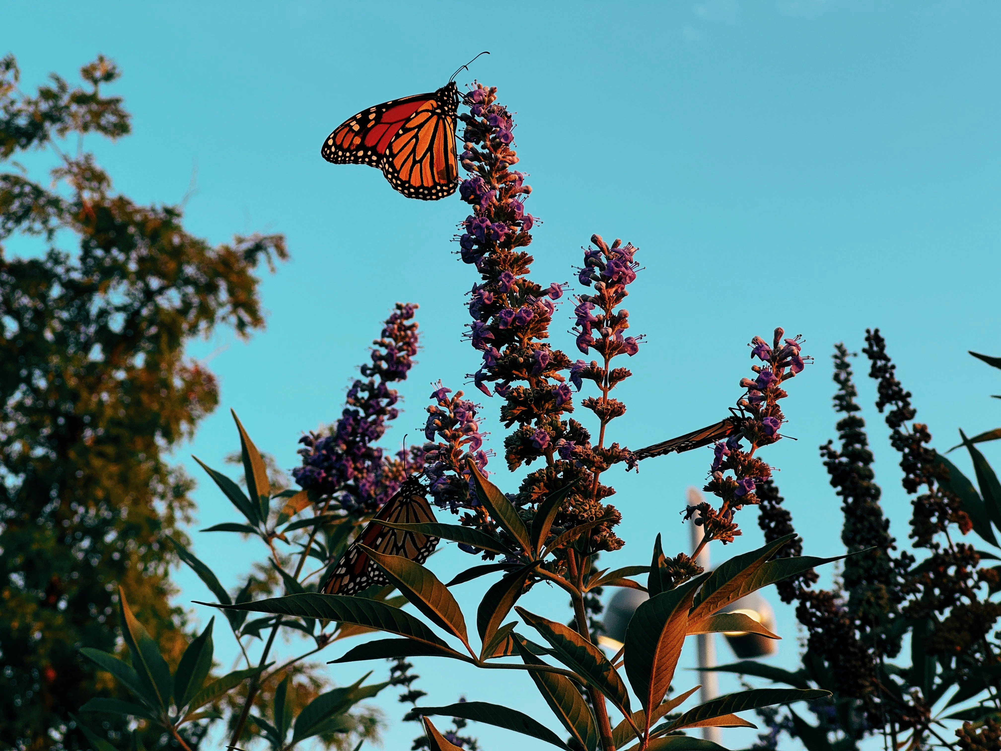 Monarch Spotlight on Lavender Spires Against a Cerulean Sky