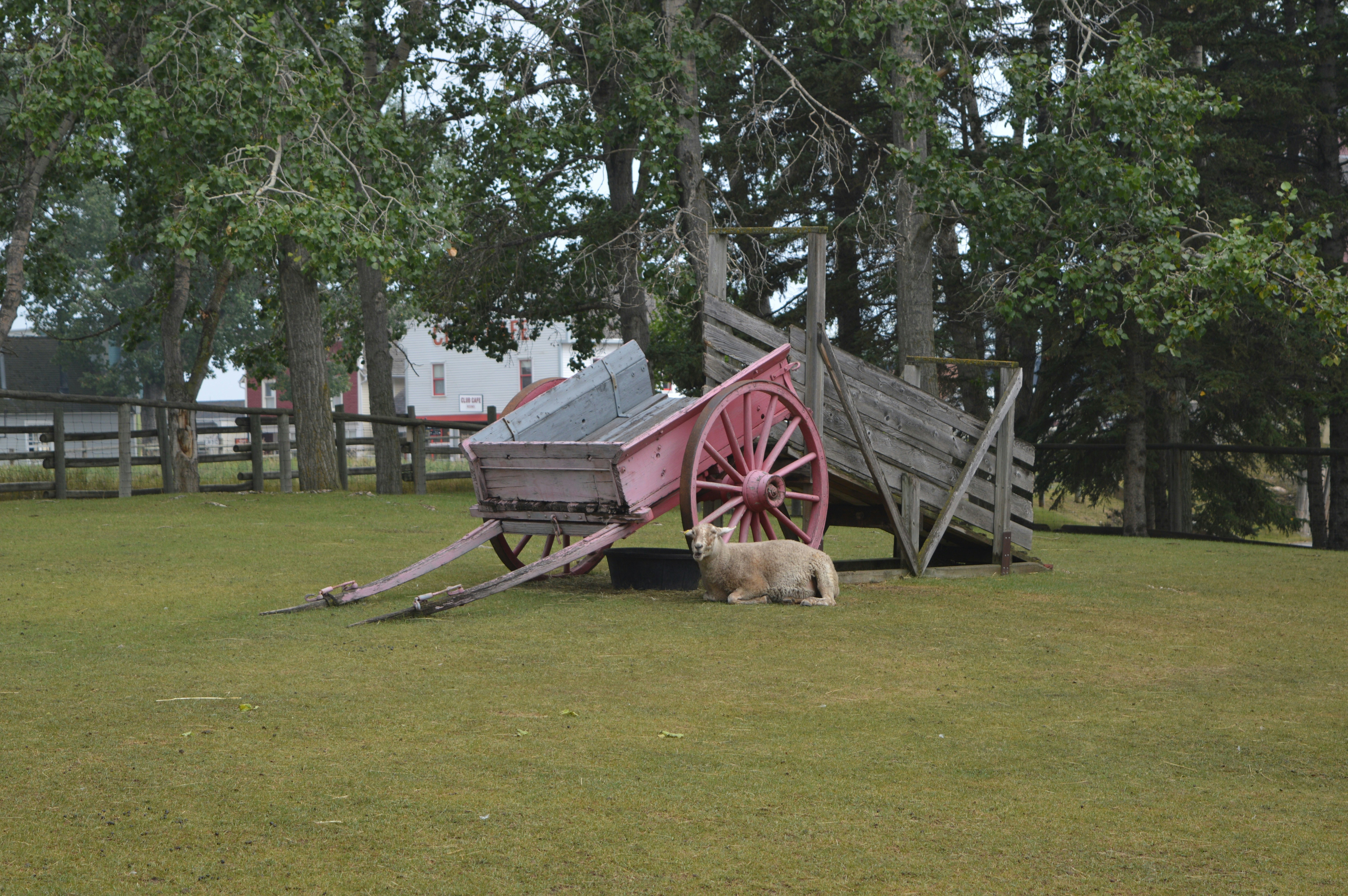 Pasture Relic: A toppled wagon and a resting pig under quiet oaks