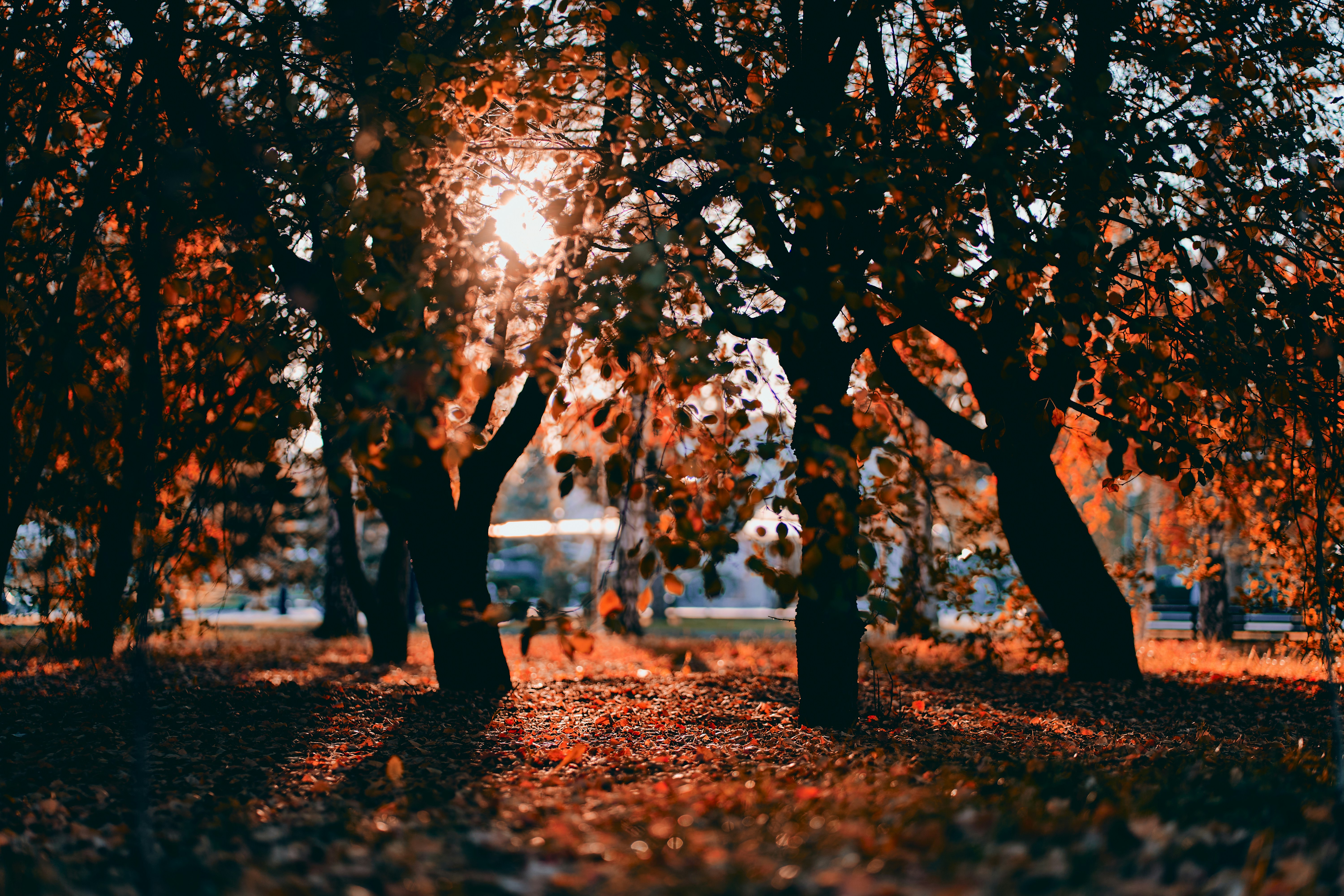 Photo by Maxim Tolchinskiy with Sony Alpha 7 III