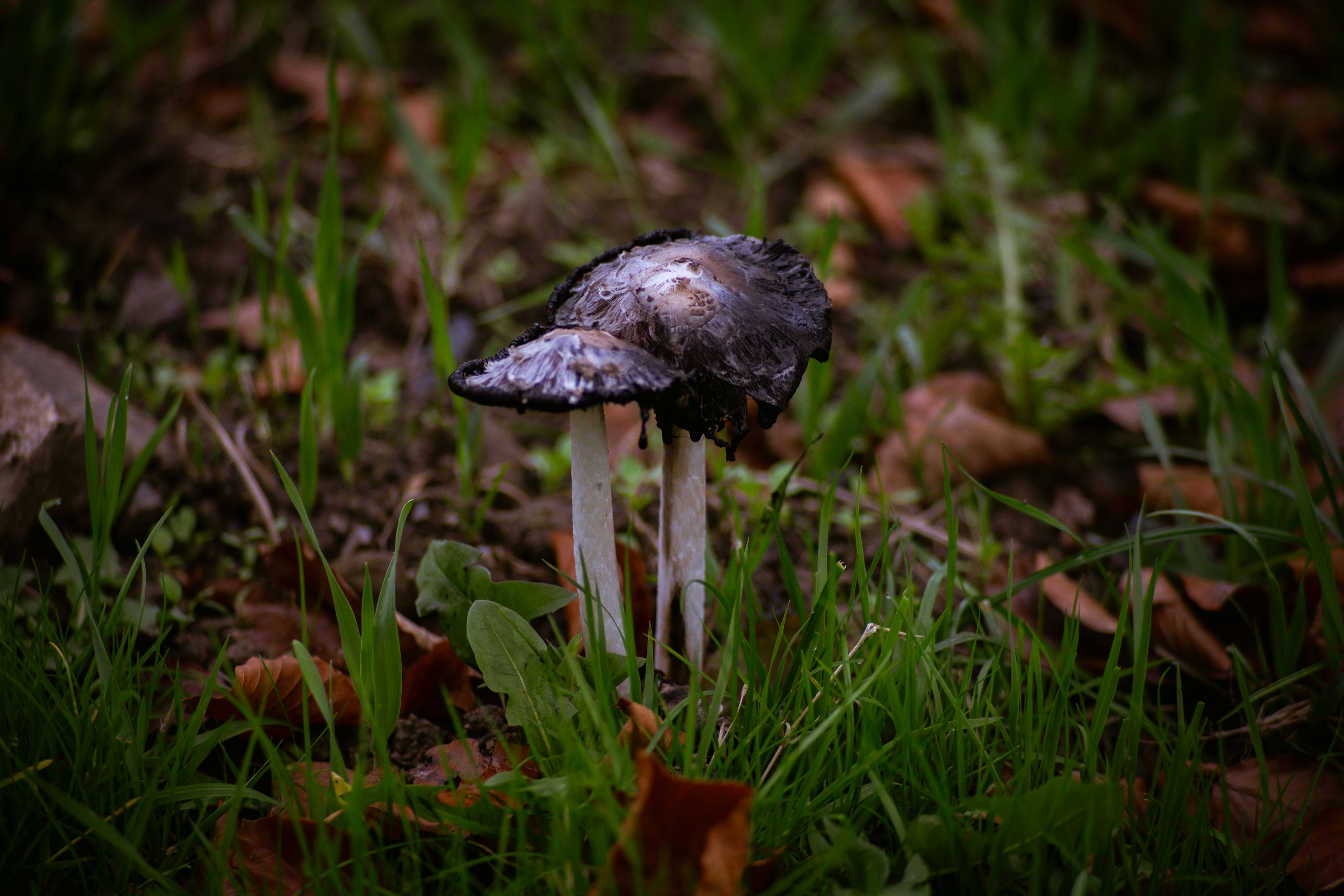 Twin Inkcaps Anchor a Shadowed Meadow Floor
