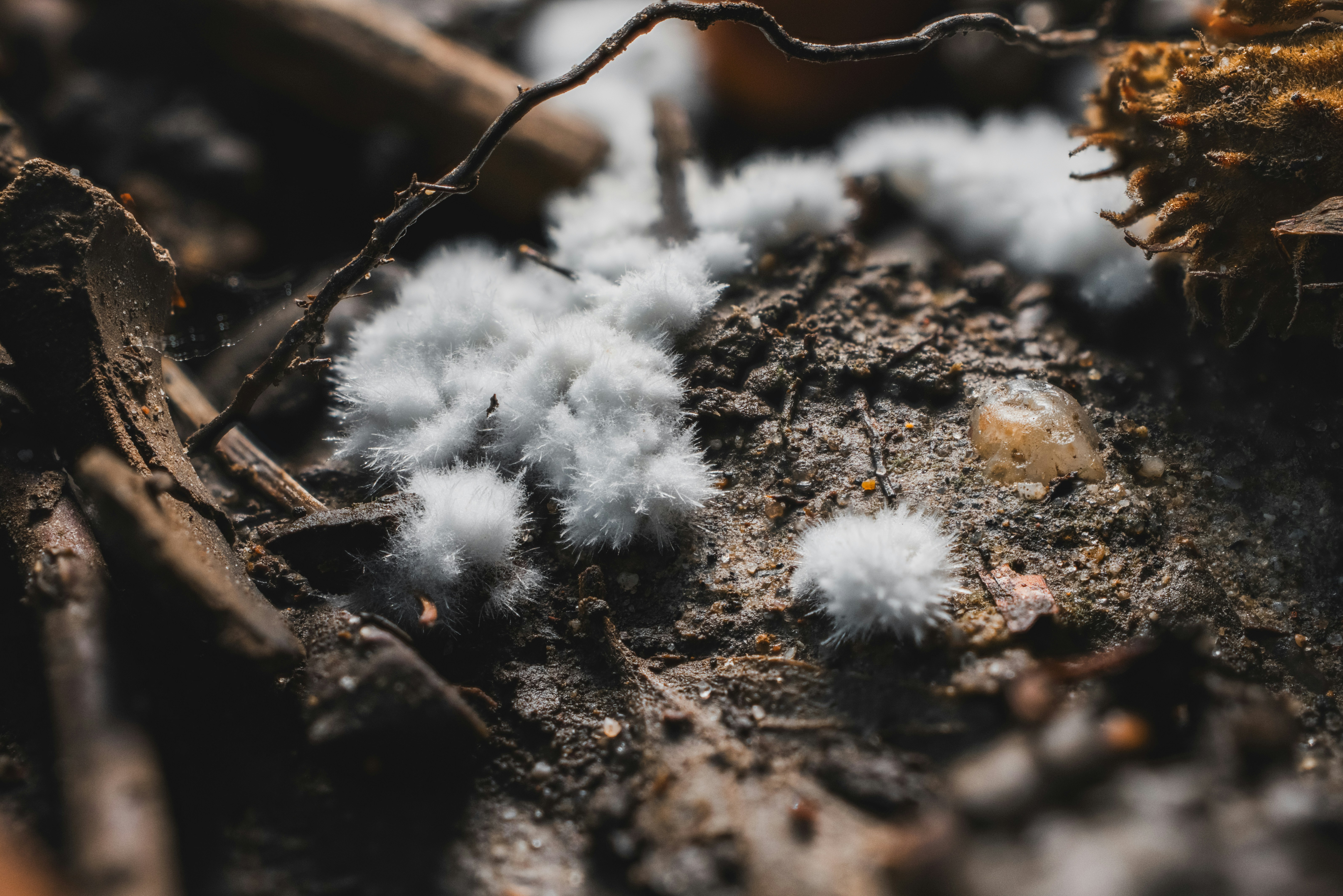 A close up of a bunch of snow on the ground photo – Free Fungus Image ...