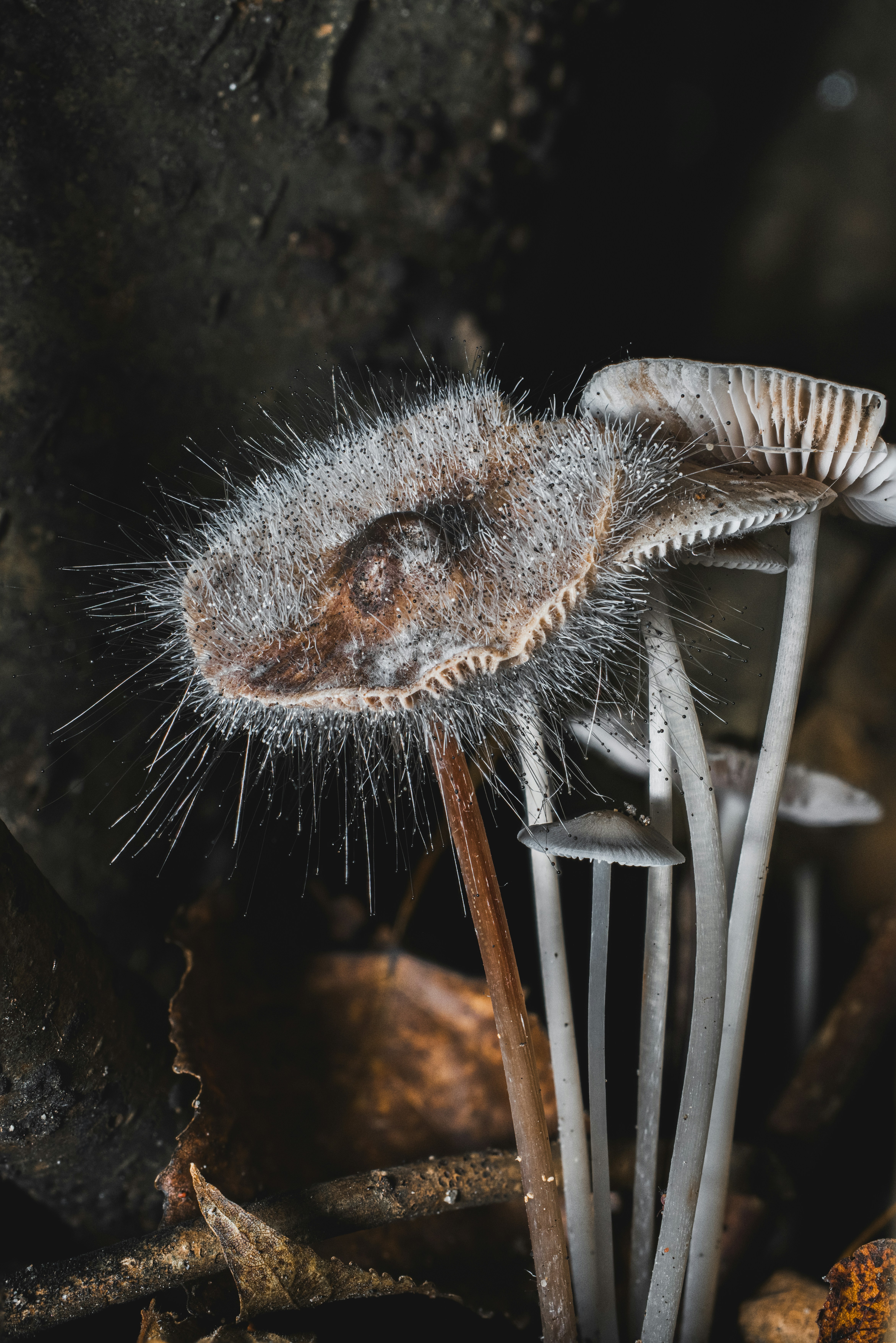 Velvet Crown: Hairy Mushroom Cluster in Dim Forest Light