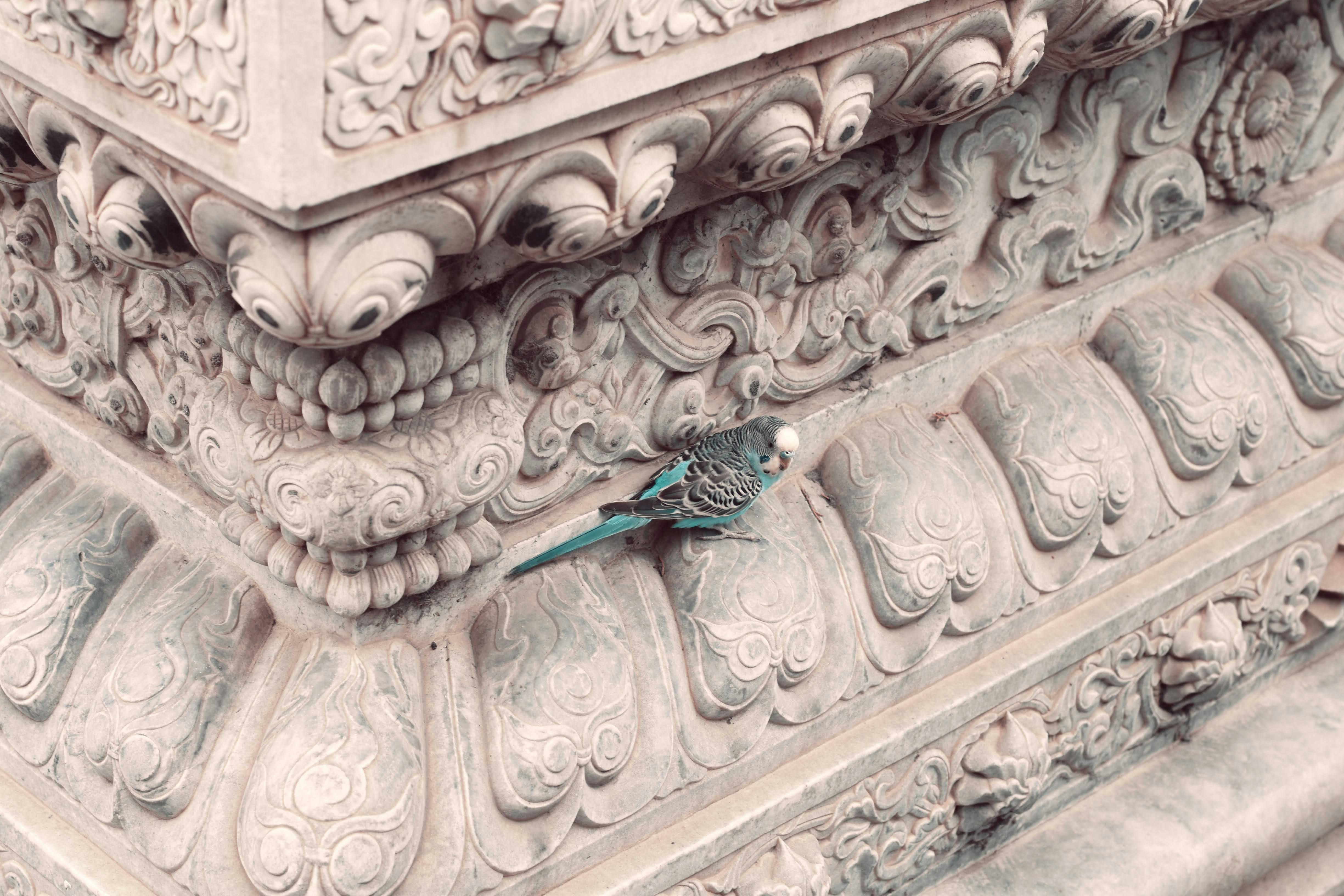 Turquoise-winged visitor on a dragon-scroll pedestal