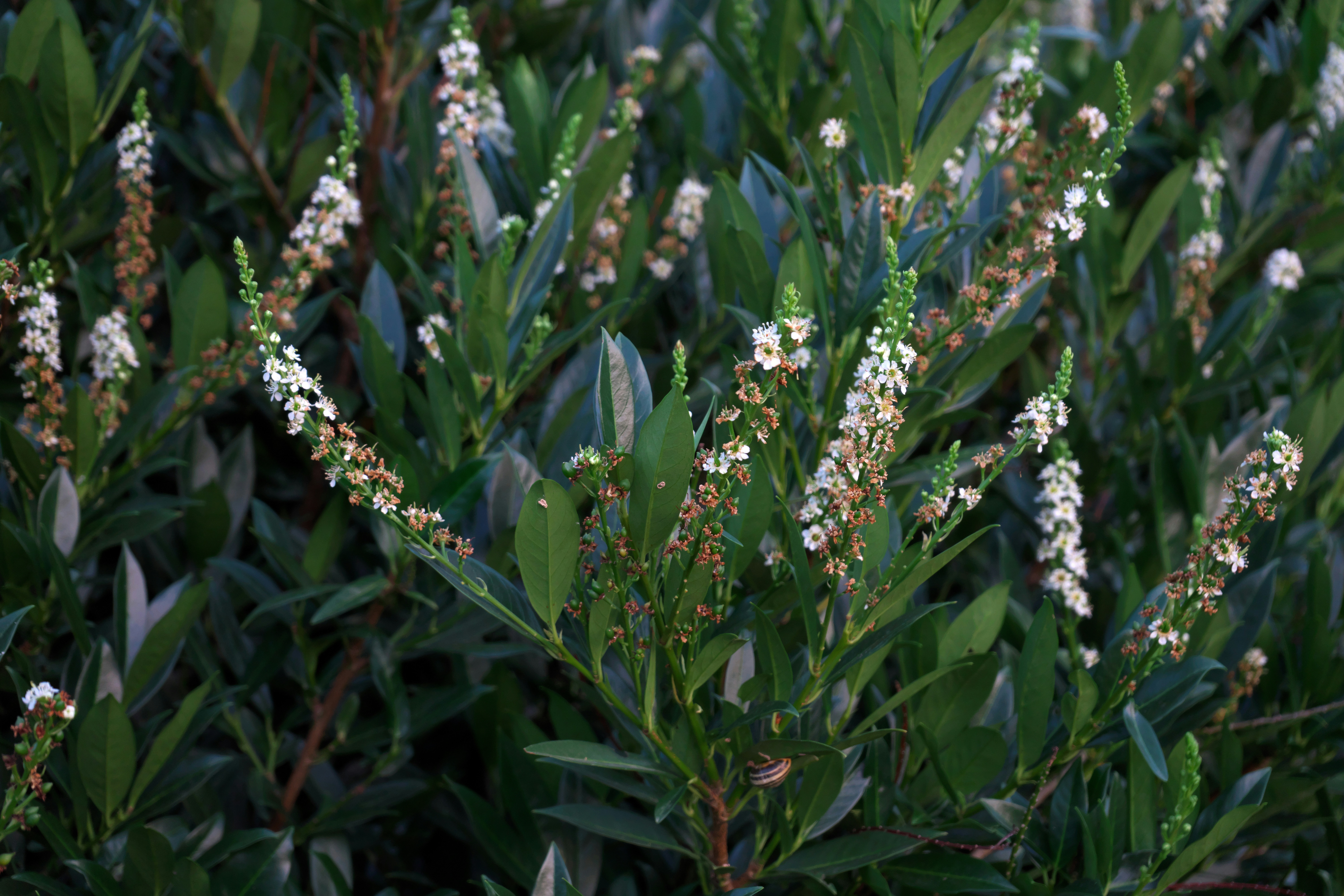 Whispering Sprigs: White Flower Spikes Amid Dense Evergreen Leaves