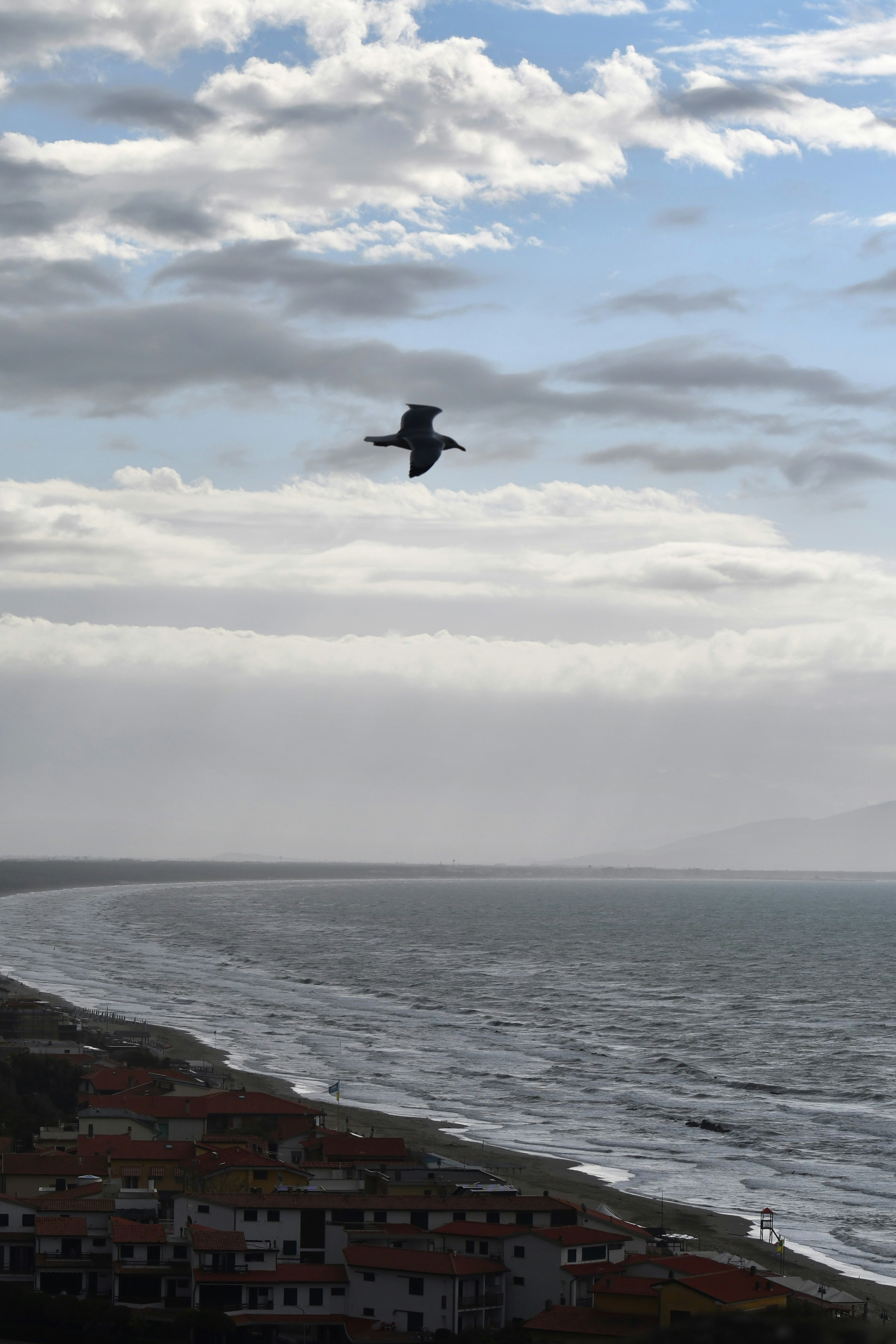 Seagull over a wind-swept coast and red-roofed village