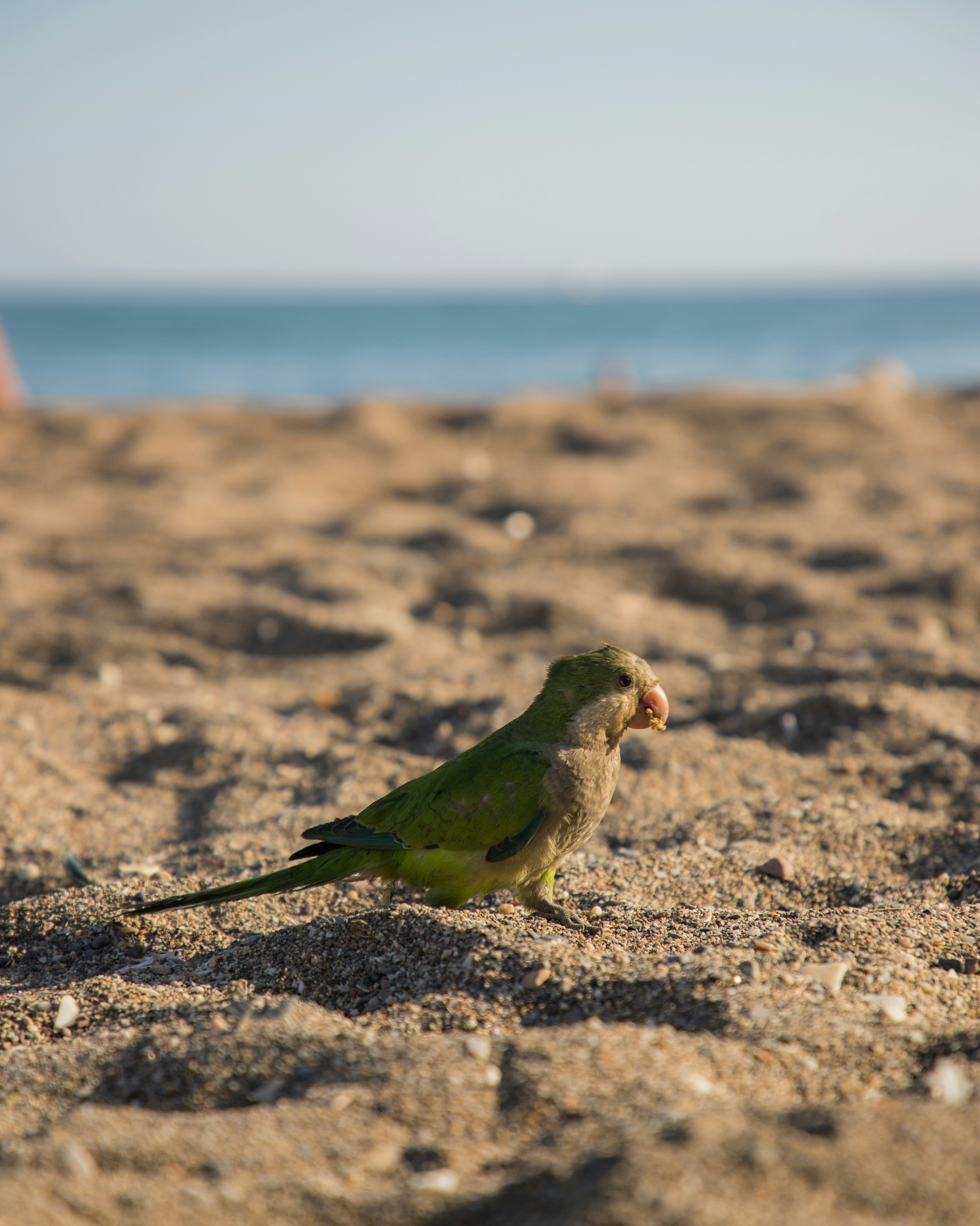 Green Parrot on a Sunlit Beach: Quiet Moment by the Shore