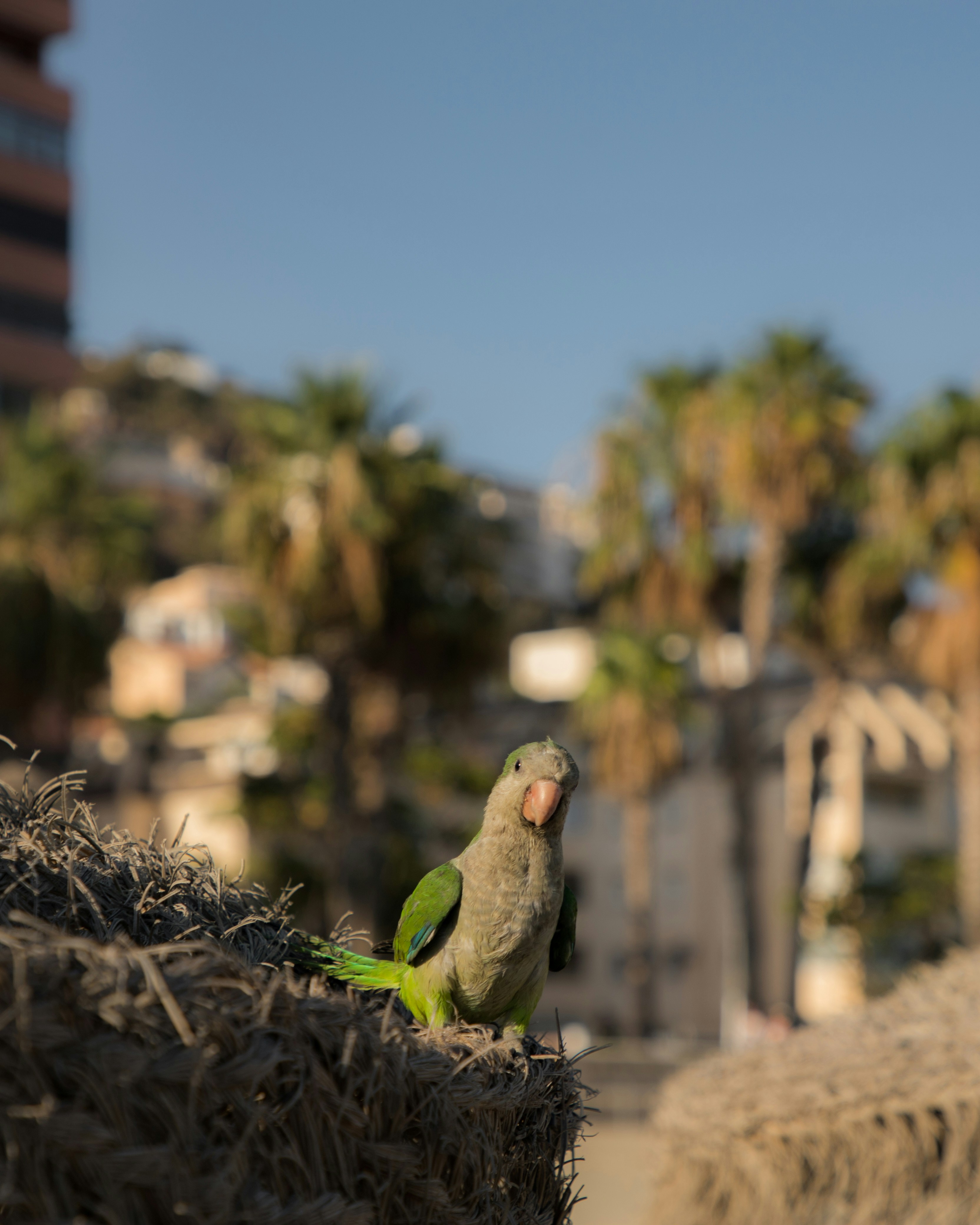 Perch of Color: Green Parrot in Sharp Foreground, City Backdrop in Soft Blur