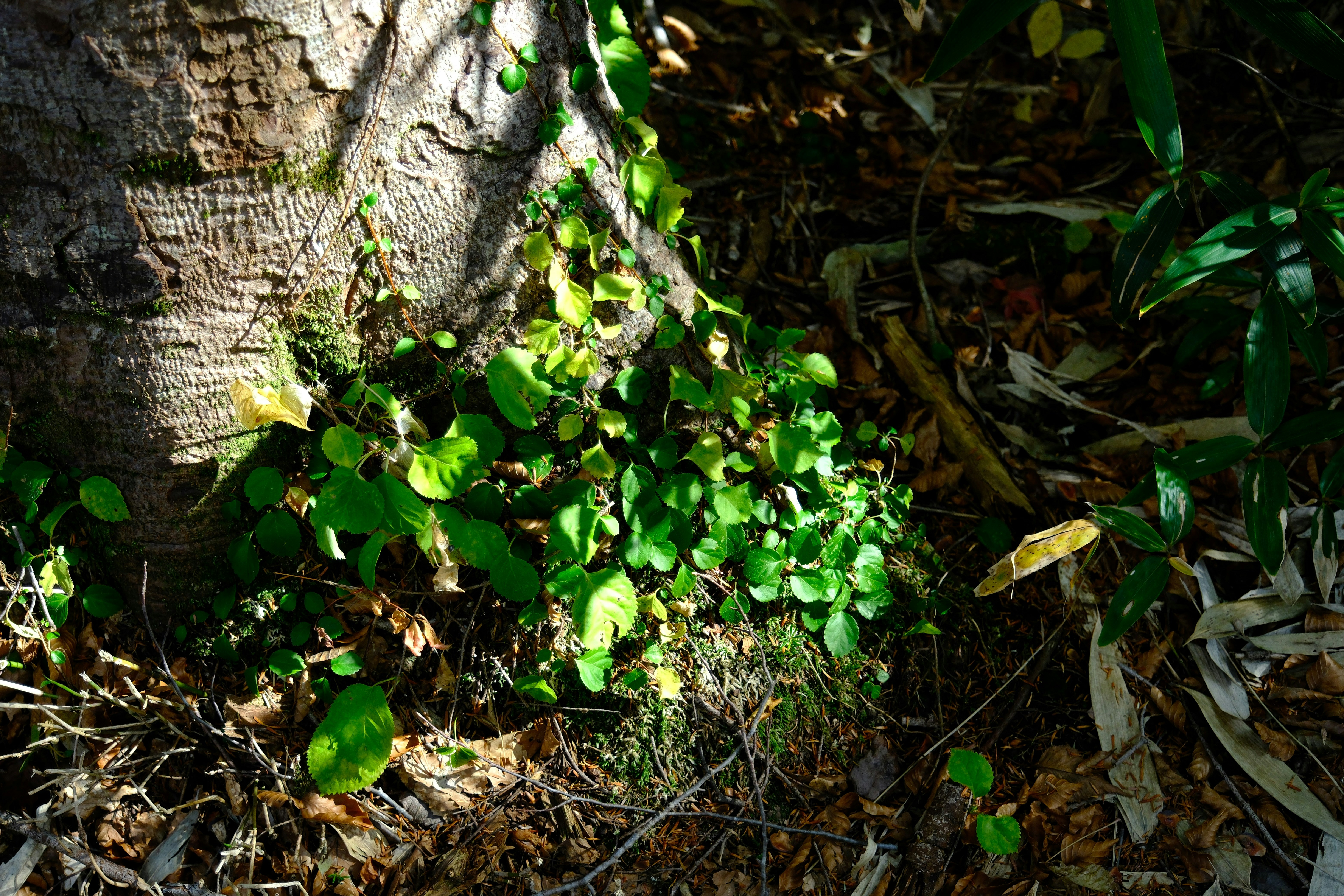Sunlit green vines climbing a textured tree trunk amidst fallen leaves.