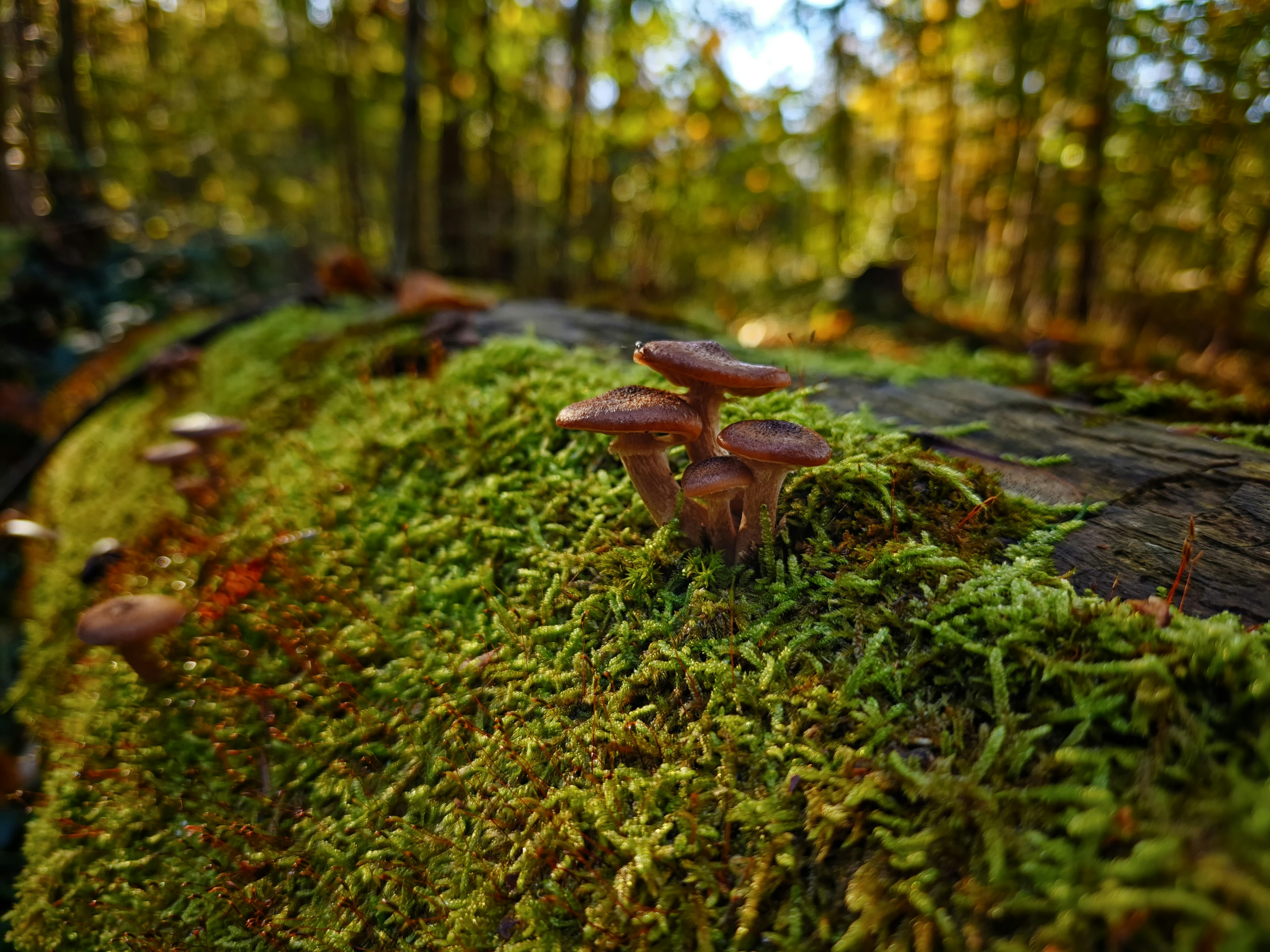Autumn Moss Crown: Tiny Mushrooms on a Weathered Log